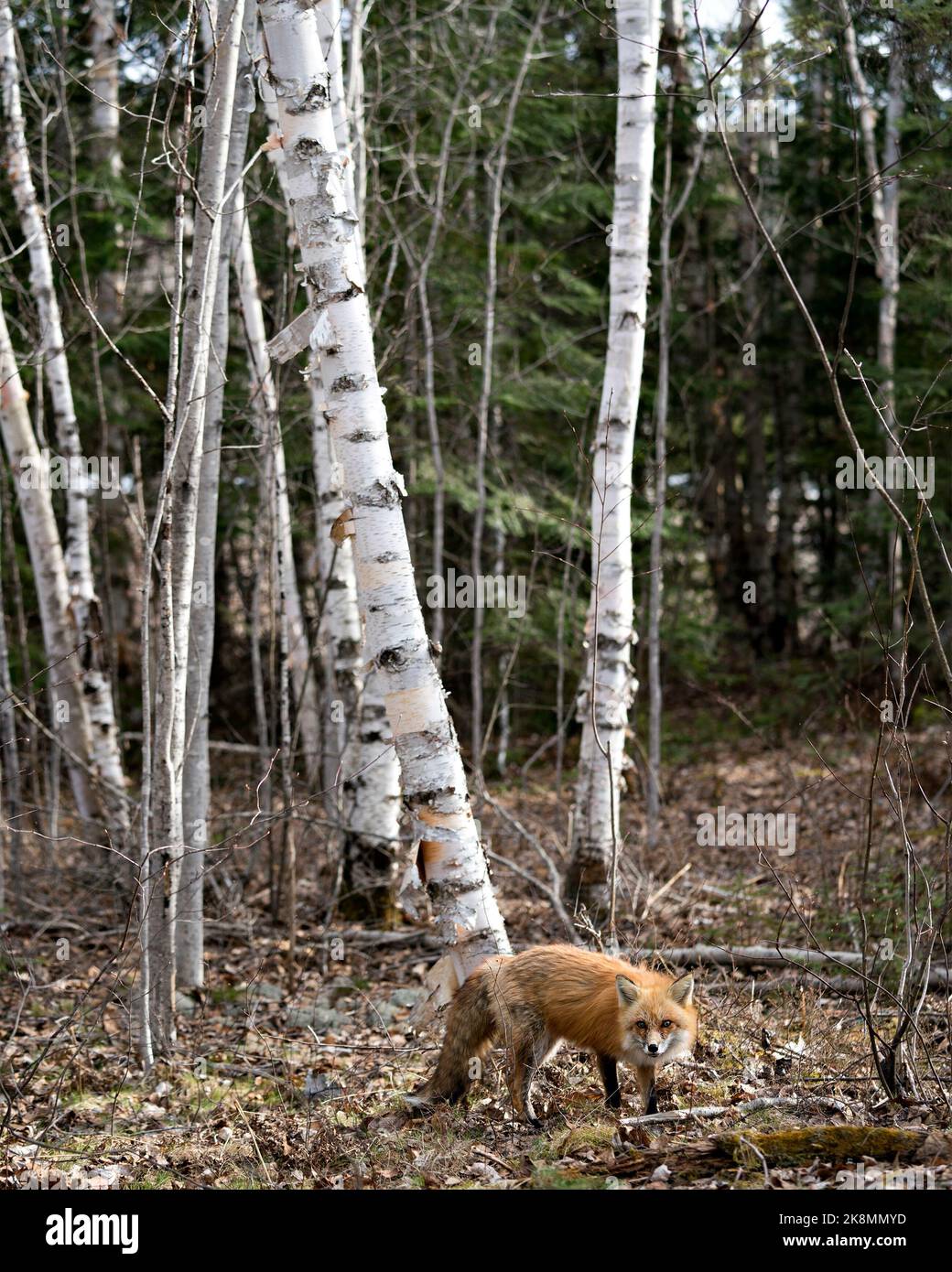 Red fox close-up profile view in the spring season displaying fox tail ...