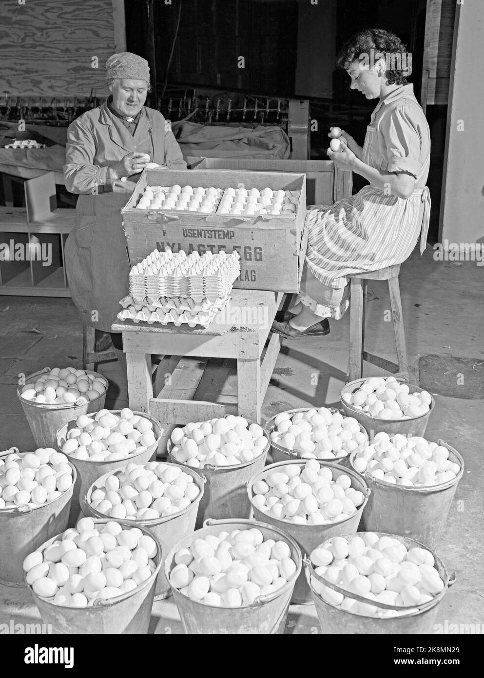 June 1949 we follow a modern hen life hi-res stock photography and ...