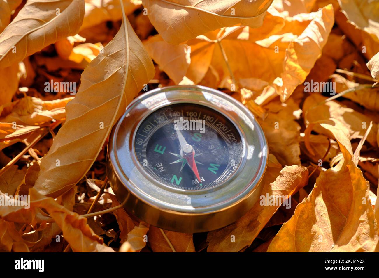 Compass lying in yellow autumn foliage.Concept recreation, travel, and ...