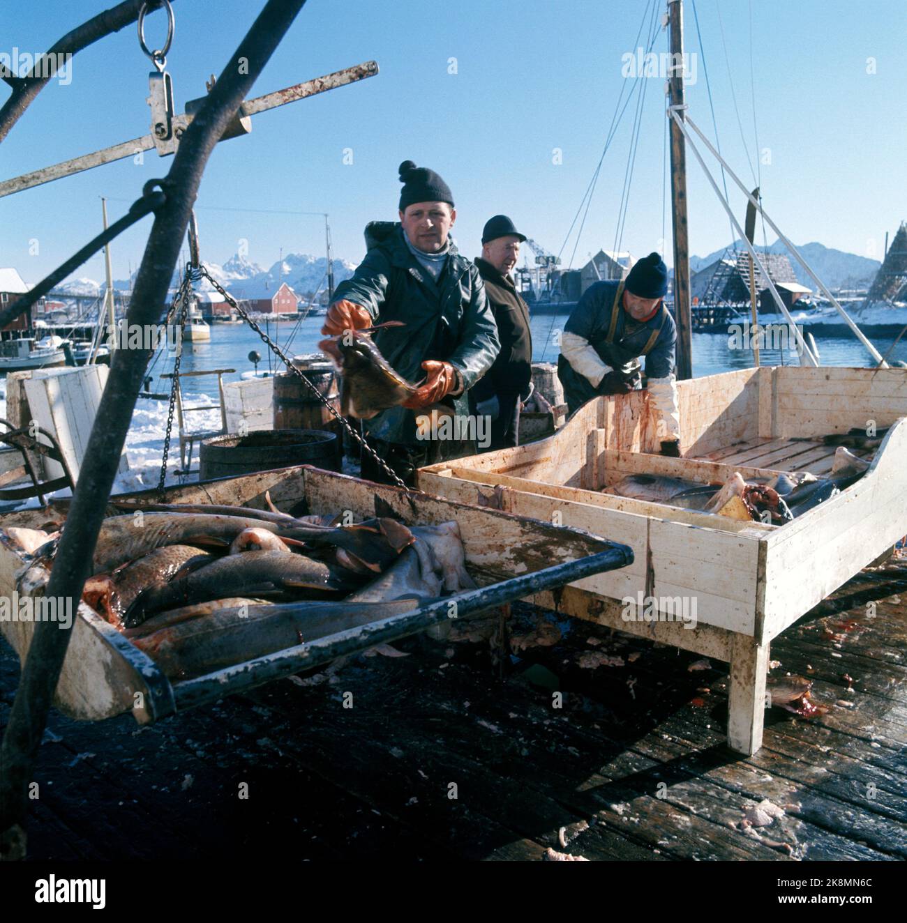 Lofoten 197204. Cod fishing / lofot fishing. The fishing fleet in port ...