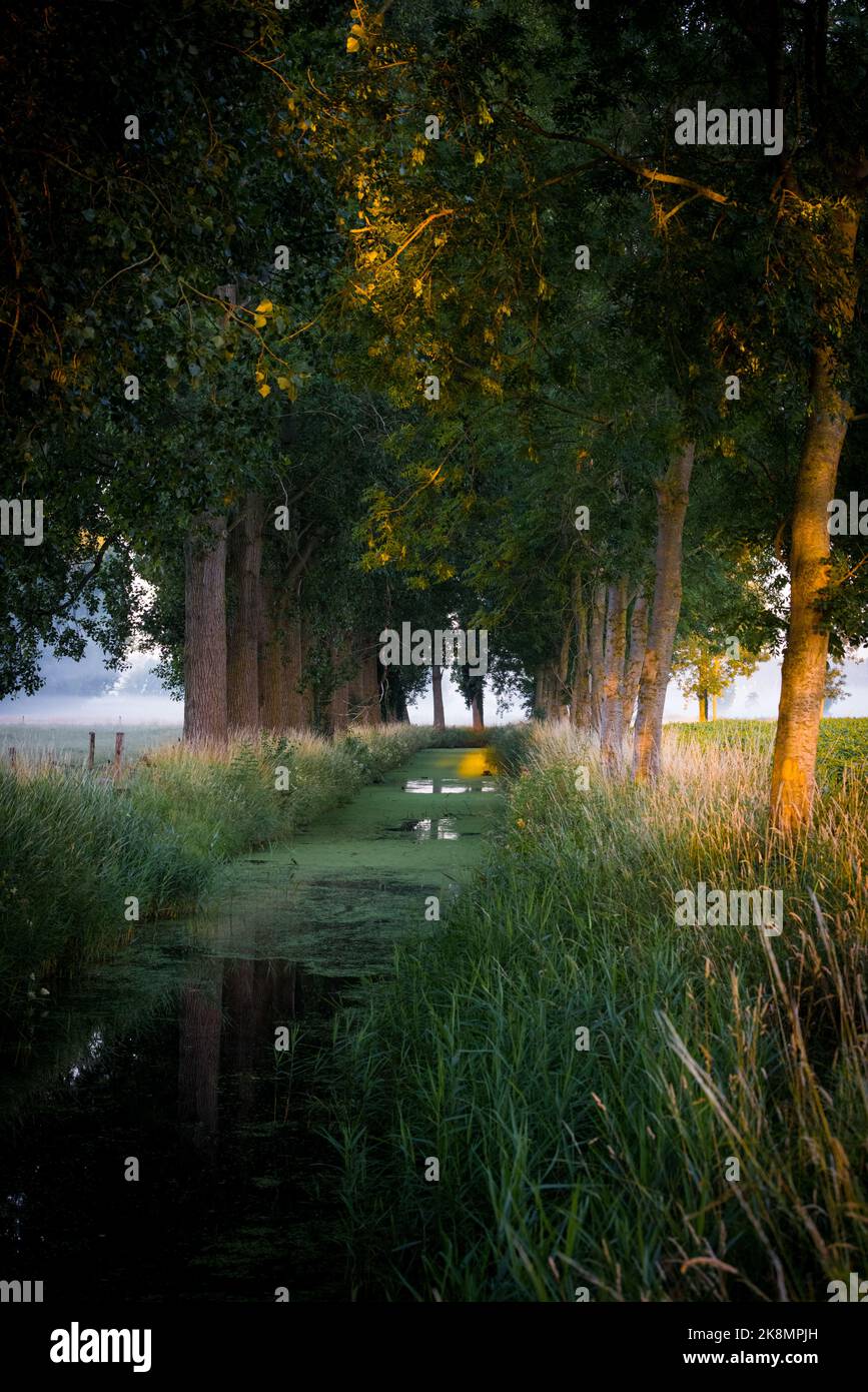 A vertical shot of the marsh with green vegetation Stock Photo - Alamy
