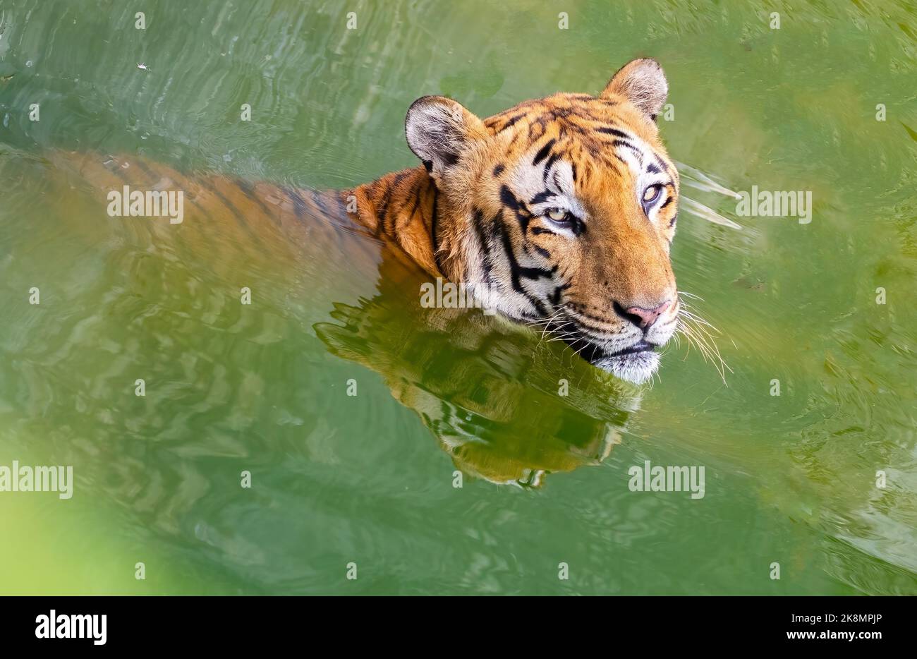 Tiger killing heat by swimming in lake Stock Photo - Alamy