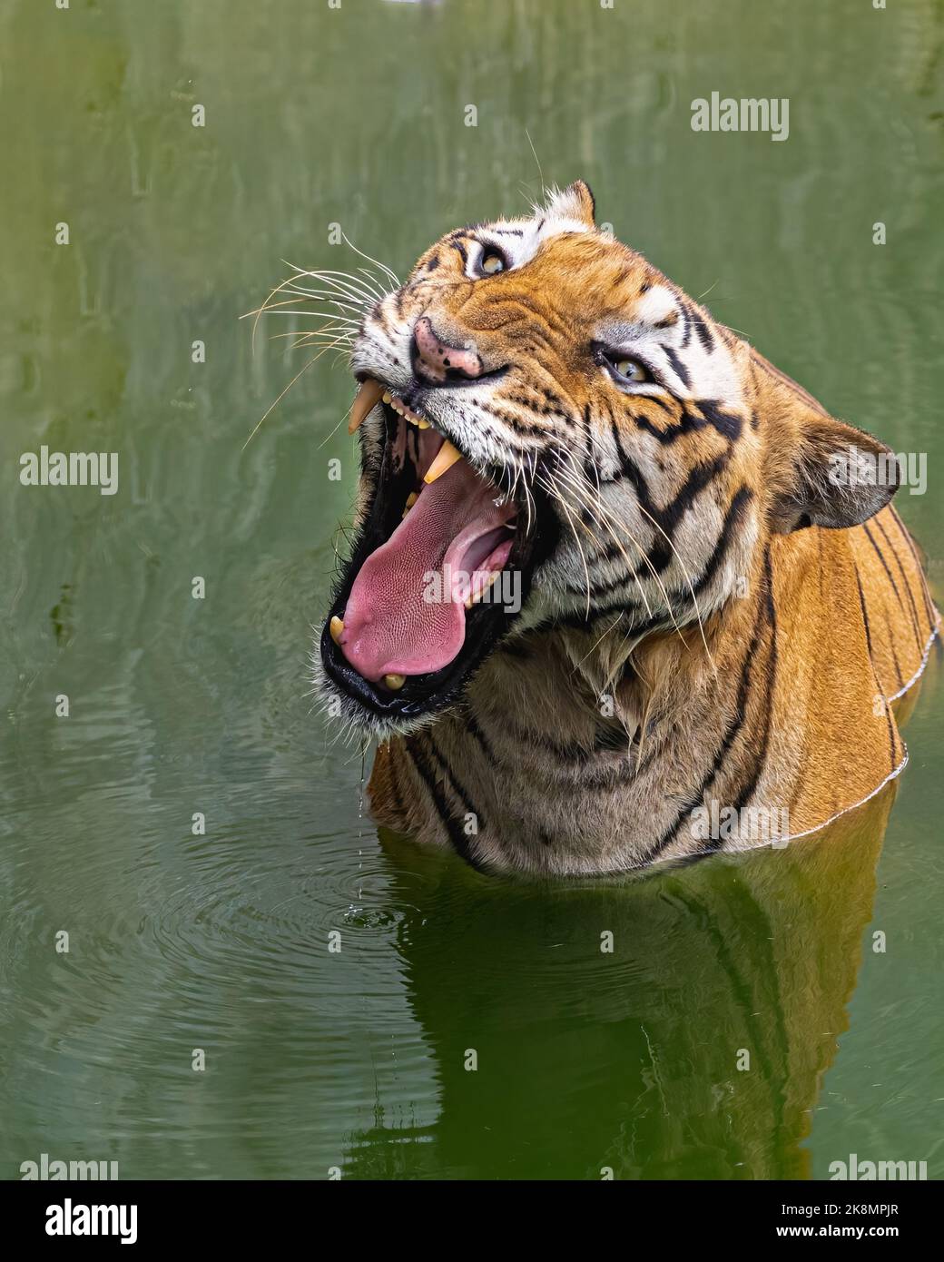 A Tiger with its mouth open in full Stock Photo - Alamy