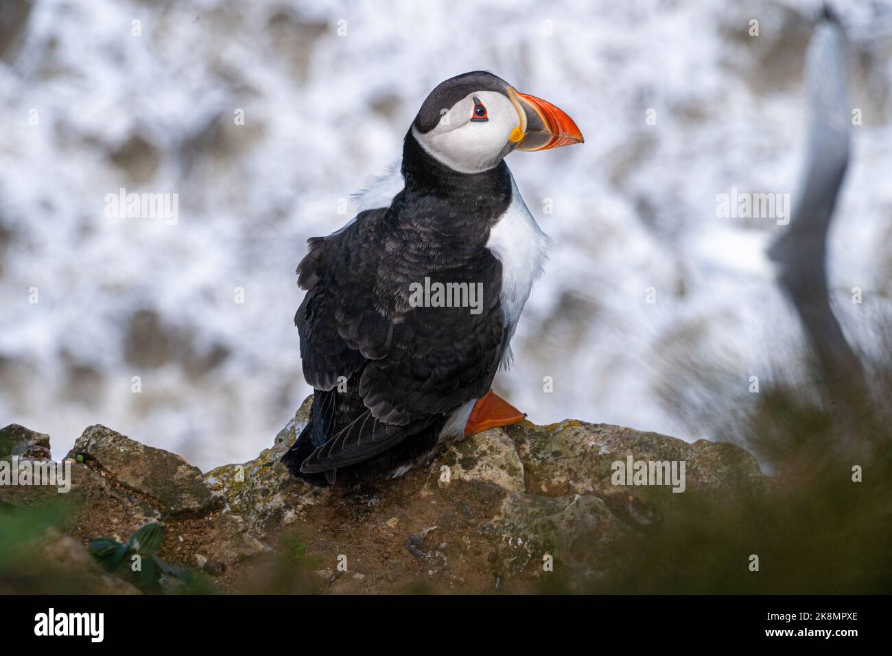 Puffin nesting and perched on cliff face on rugged UK coastline view ...
