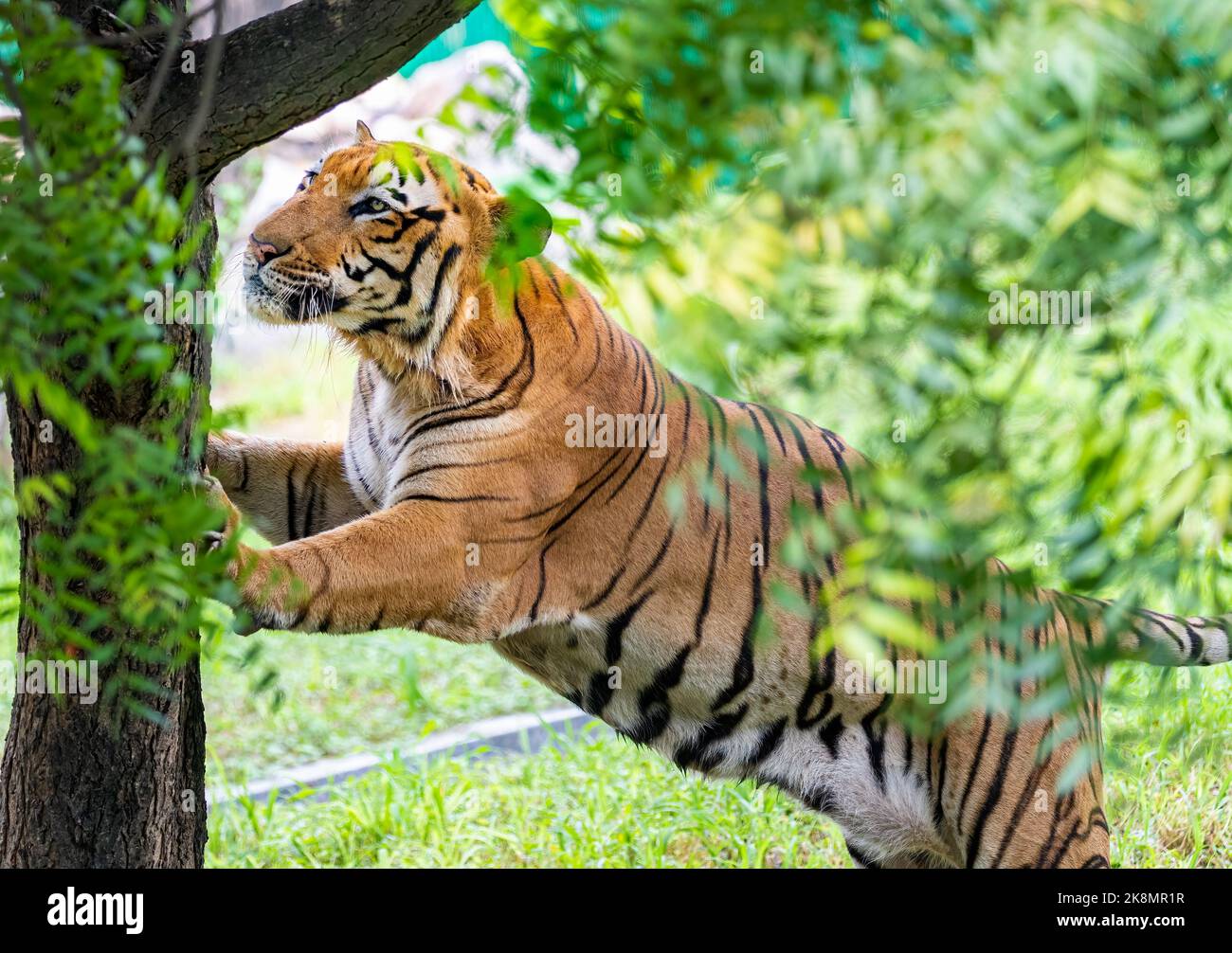 A Tiger trying to climb a tree Stock Photo - Alamy