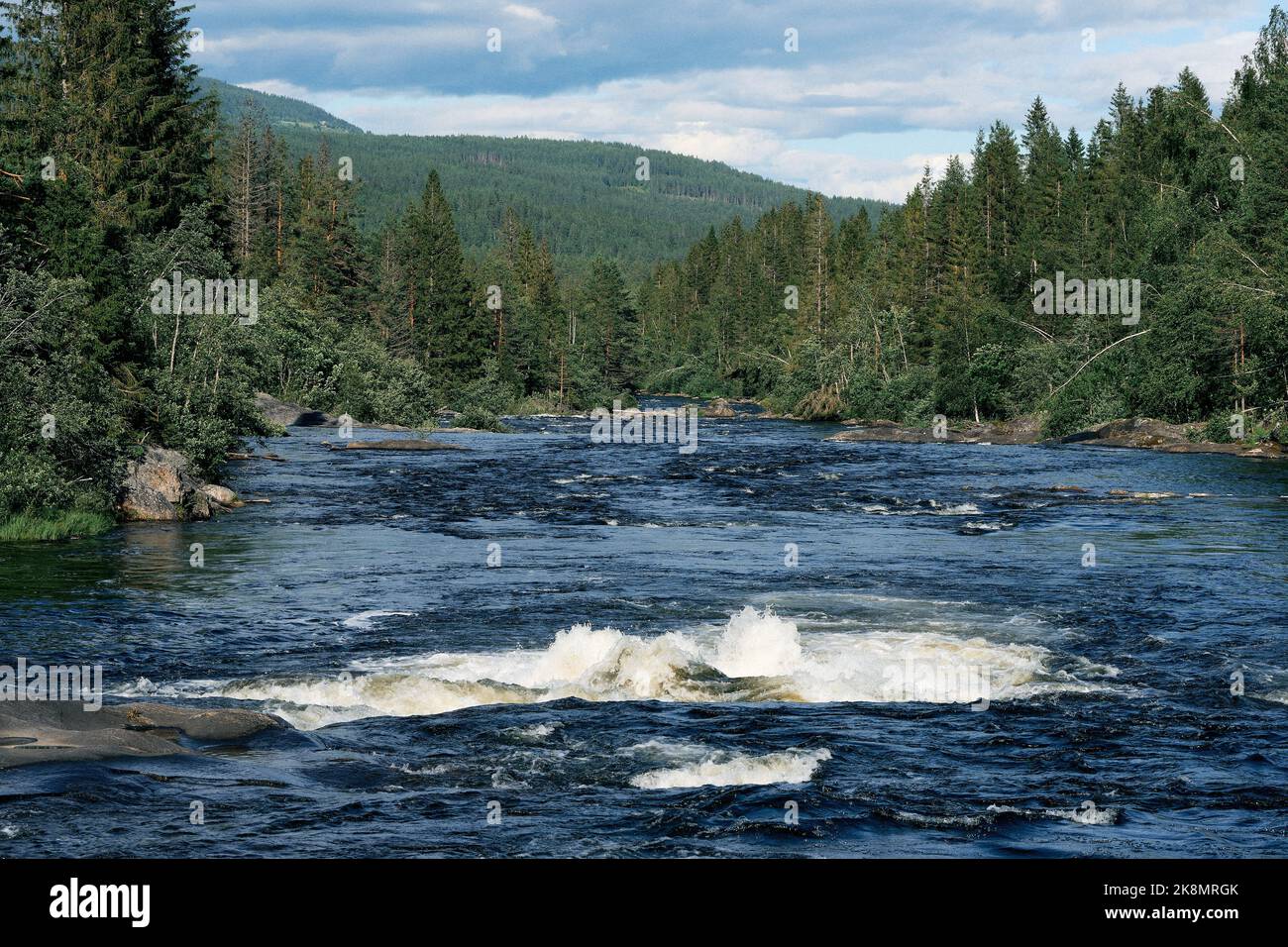 A strong current in Etna River with tall pine trees on the side Stock ...