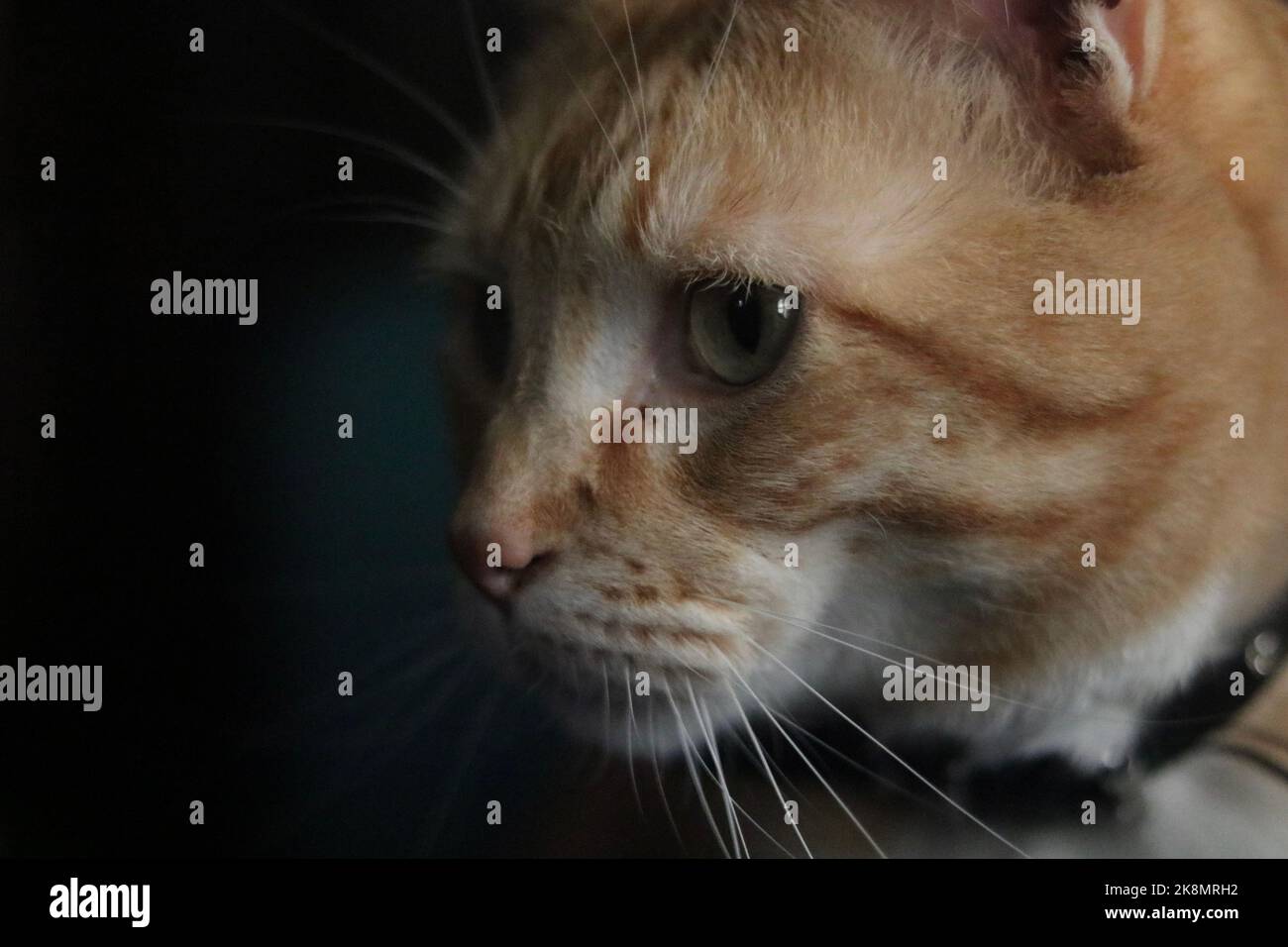The profile portrait of a beige domestic tabby cat before the dark ...