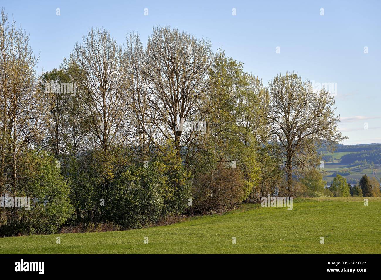 Common oaks and other trees in the green field Stock Photo - Alamy