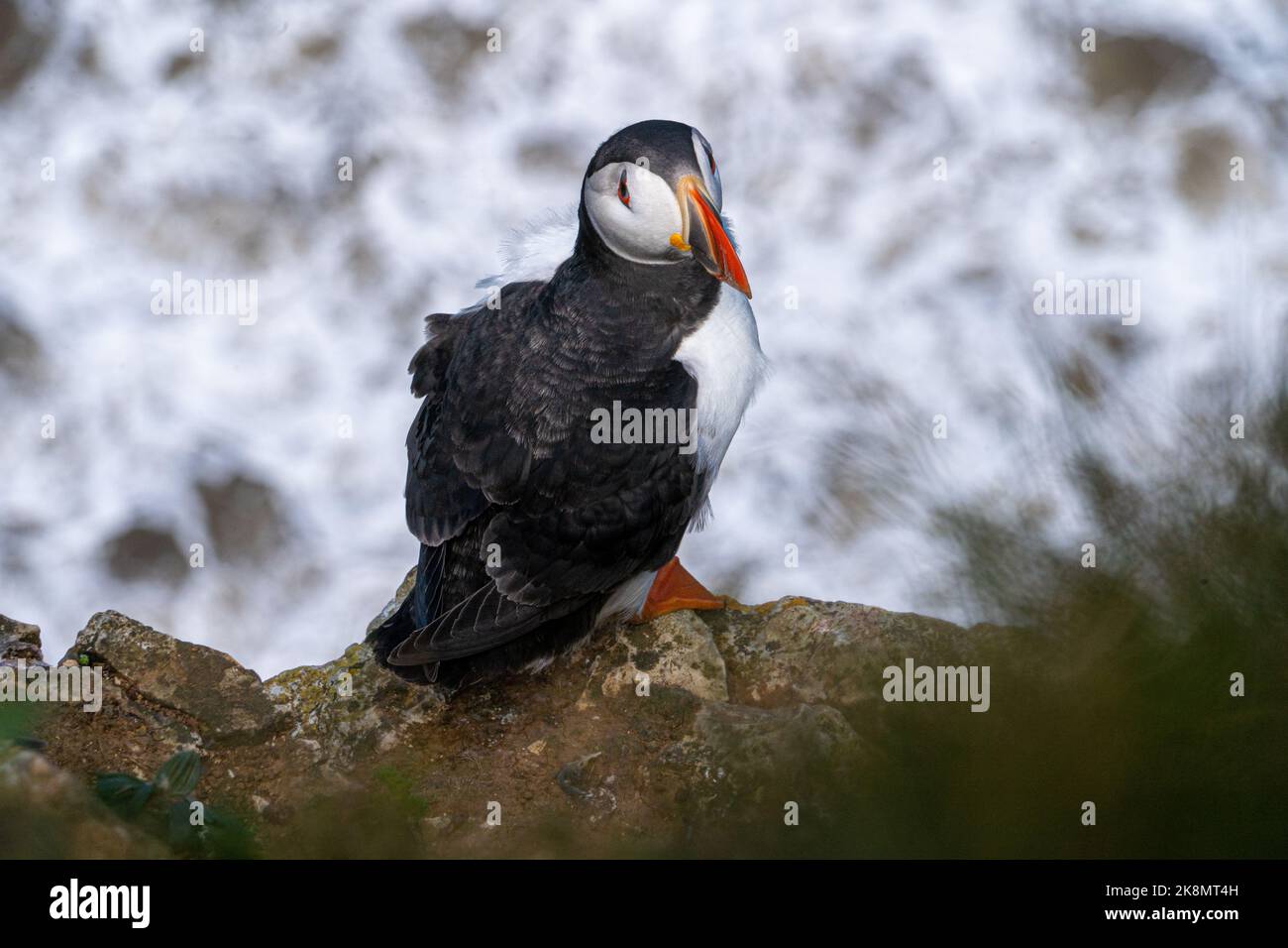 Puffin nesting and perched on cliff face on rugged UK coastline view ...