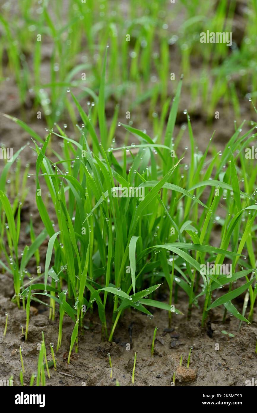 A vertical of rice grass, Oryza sativa with raindrops Stock Photo - Alamy