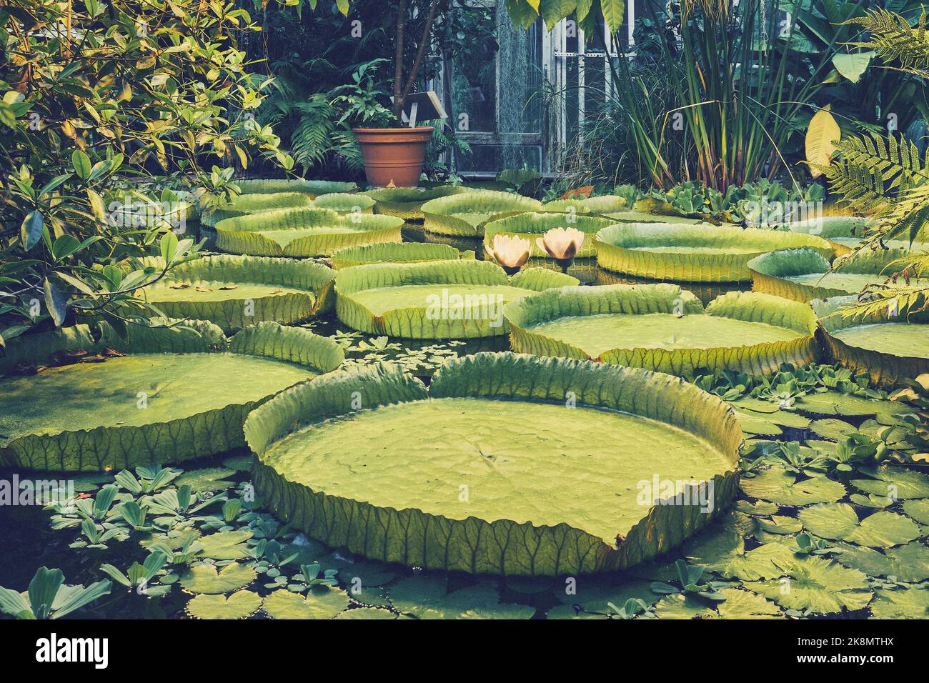 Giant water lilies, Victoria amazonica in a pond in the Botanical ...