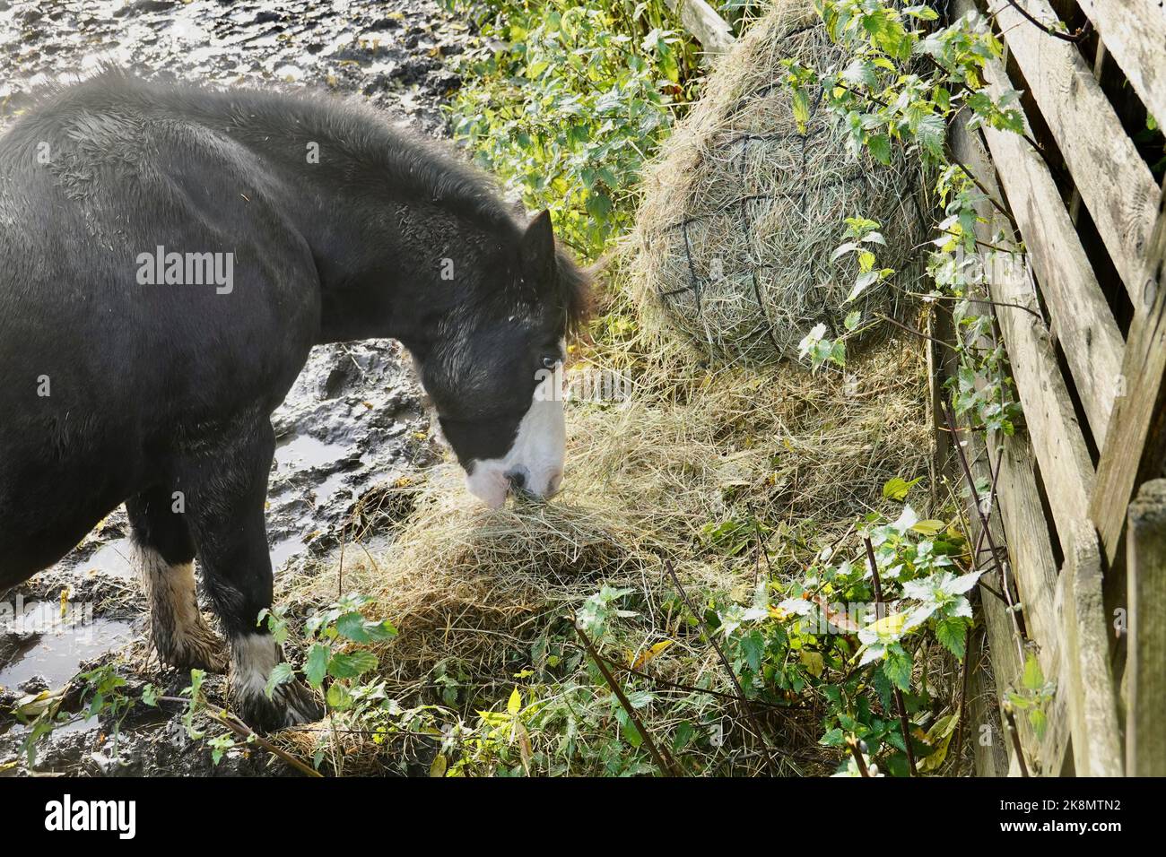 The horse eats hay hi-res stock photography and images - Alamy