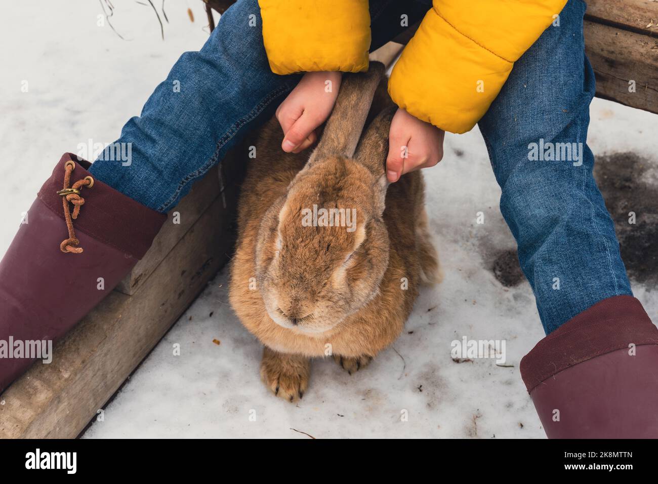Belgisk kjempe hi-res stock photography and images - Alamy
