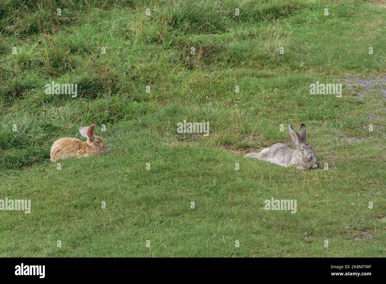 Belgisk kjempe hi-res stock photography and images - Alamy