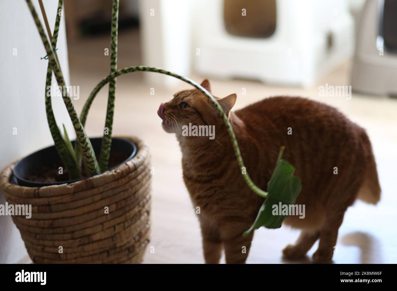 A ginger cat near a plant at home Stock Photo - Alamy