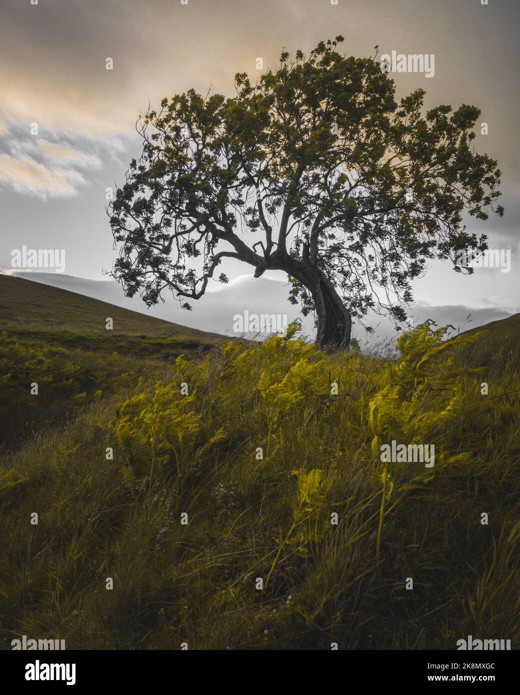 A vertical shot of a big old tree in a greenfield with a cloudy sky ...