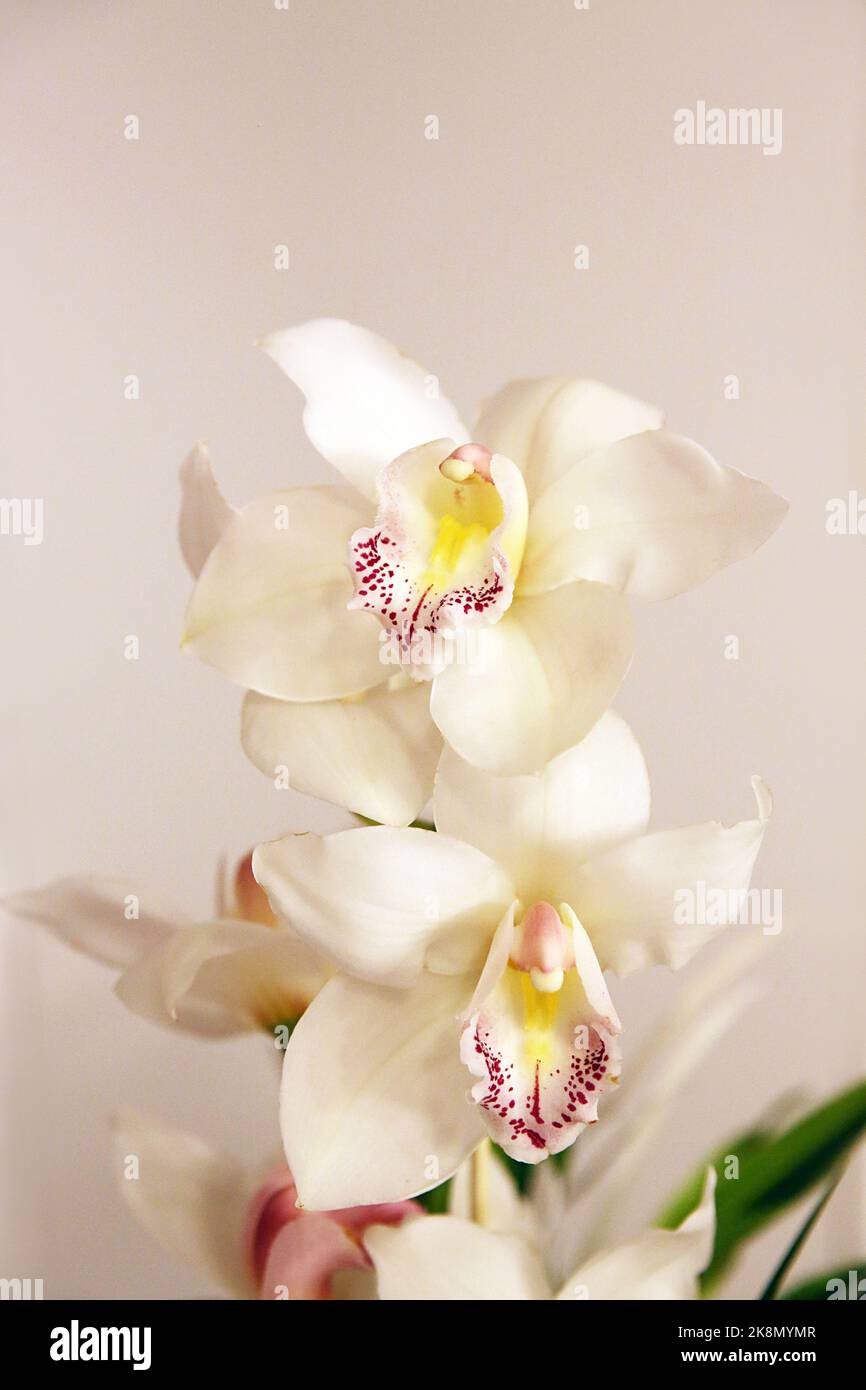 The vertical view of two white orchid flower heads before the white ...