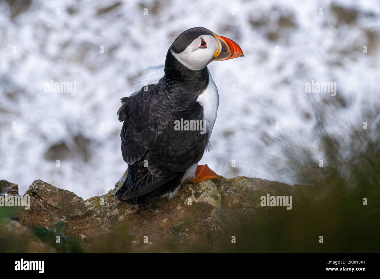 Puffin nesting and perched on cliff face on rugged UK coastline view ...