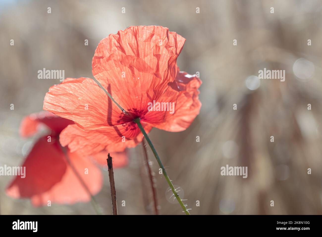 A closeup of a red Common poppy flowers with a blurry background Stock ...