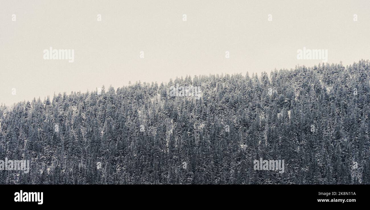 Primeval forest nature reserve of TorsÃ¦terlia up in the TotenÃ¥sen ...