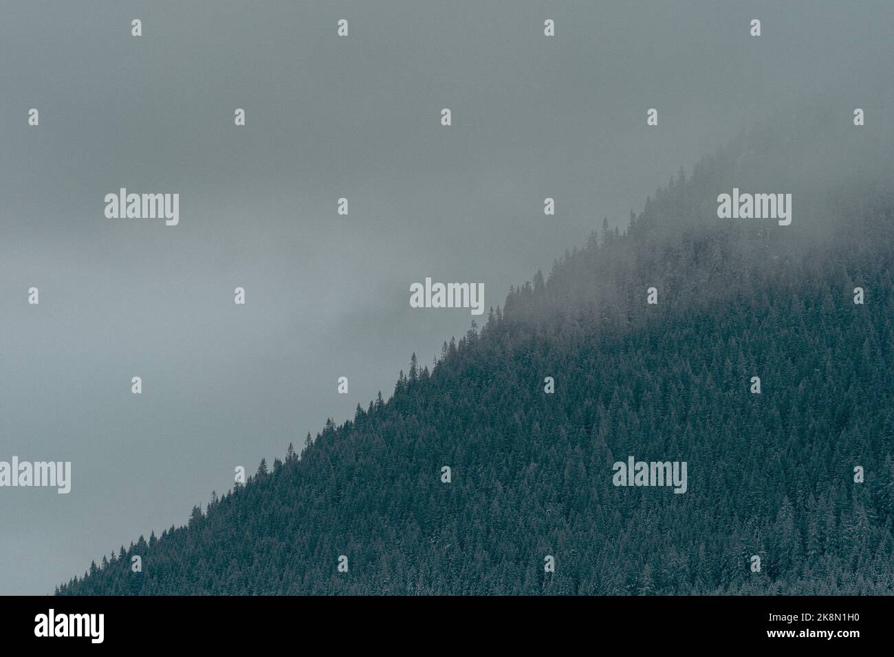 Primeval forest nature reserve of TorsÃ¦terlia up in the TotenÃ¥sen ...