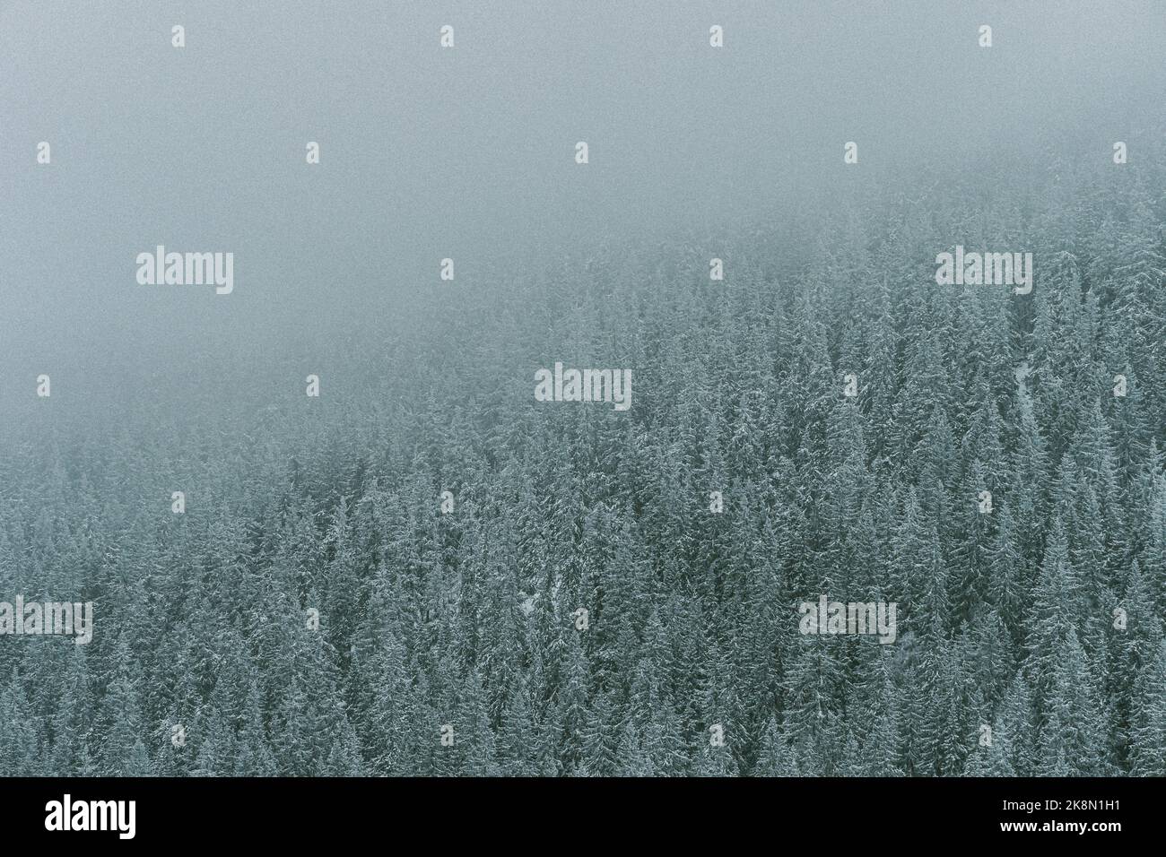Primeval forest nature reserve of TorsÃ¦terlia up in the TotenÃ¥sen ...