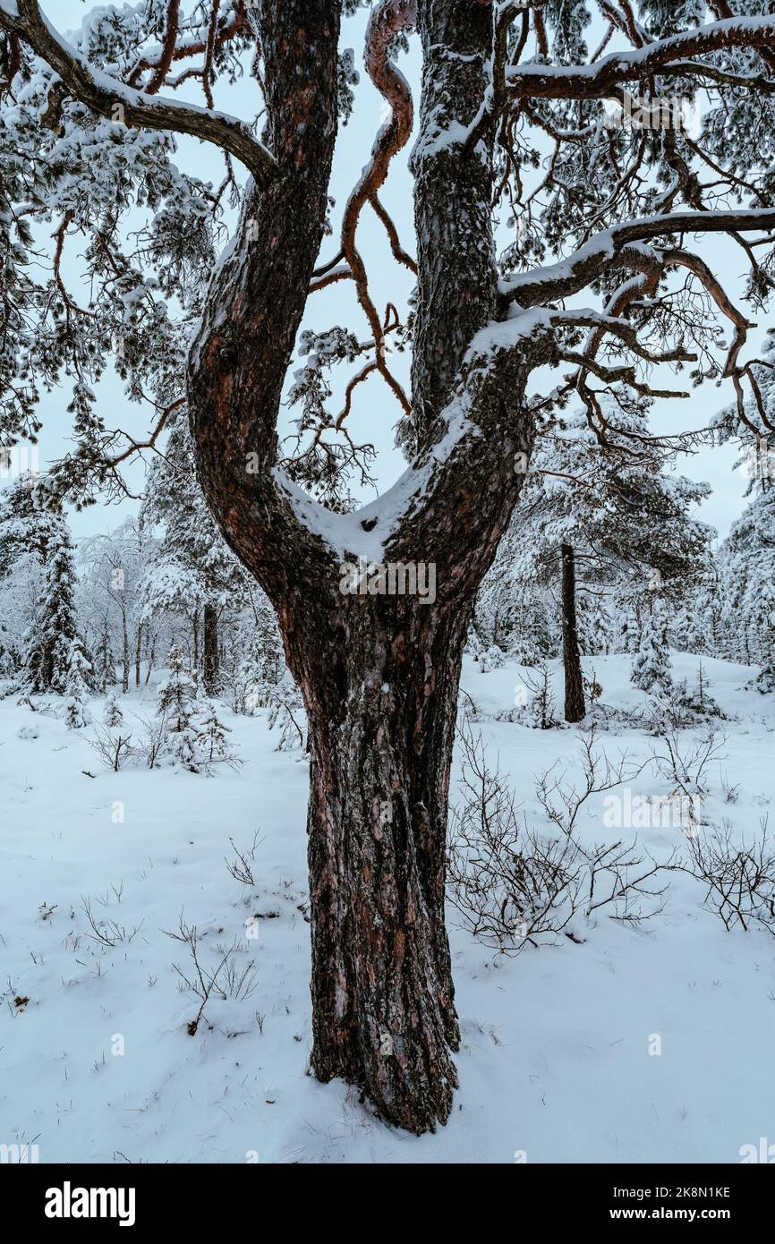 Furu tree hi-res stock photography and images - Alamy