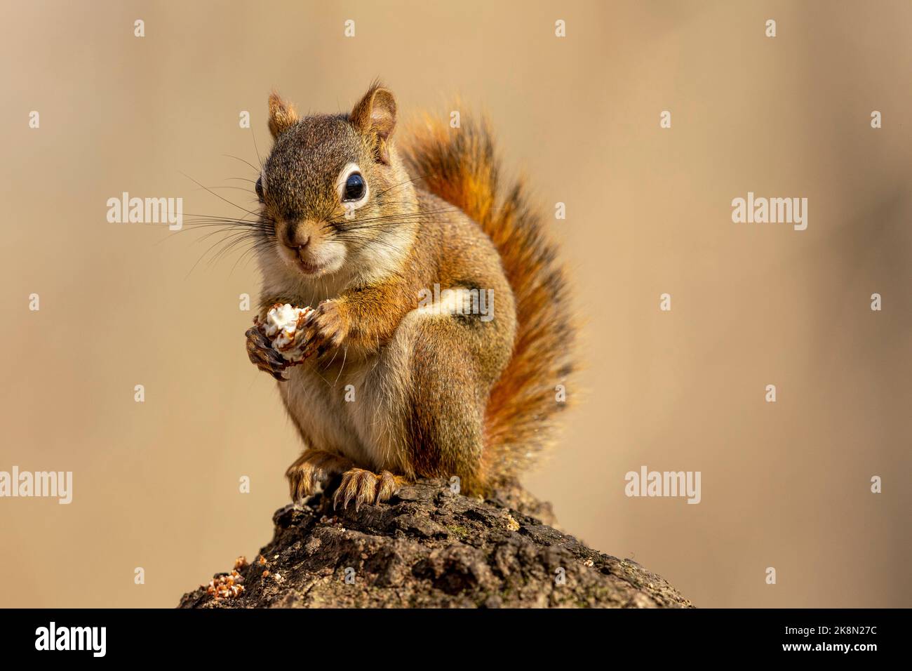 2(Ottawa, Canada---23 October 2022) Squirrel in the Kintair Mill woods ...