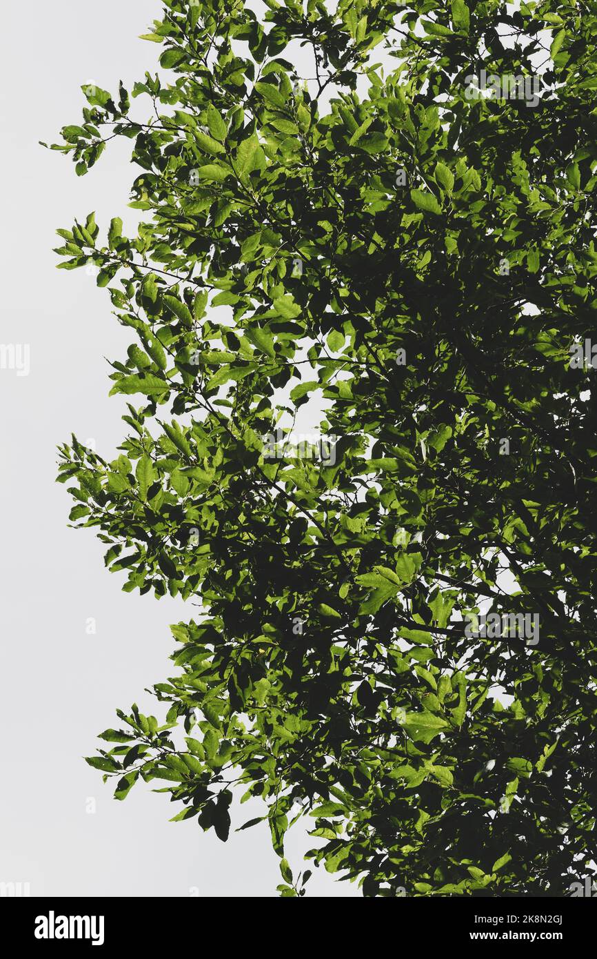 Foilage of Salix, Norway Stock Photo - Alamy