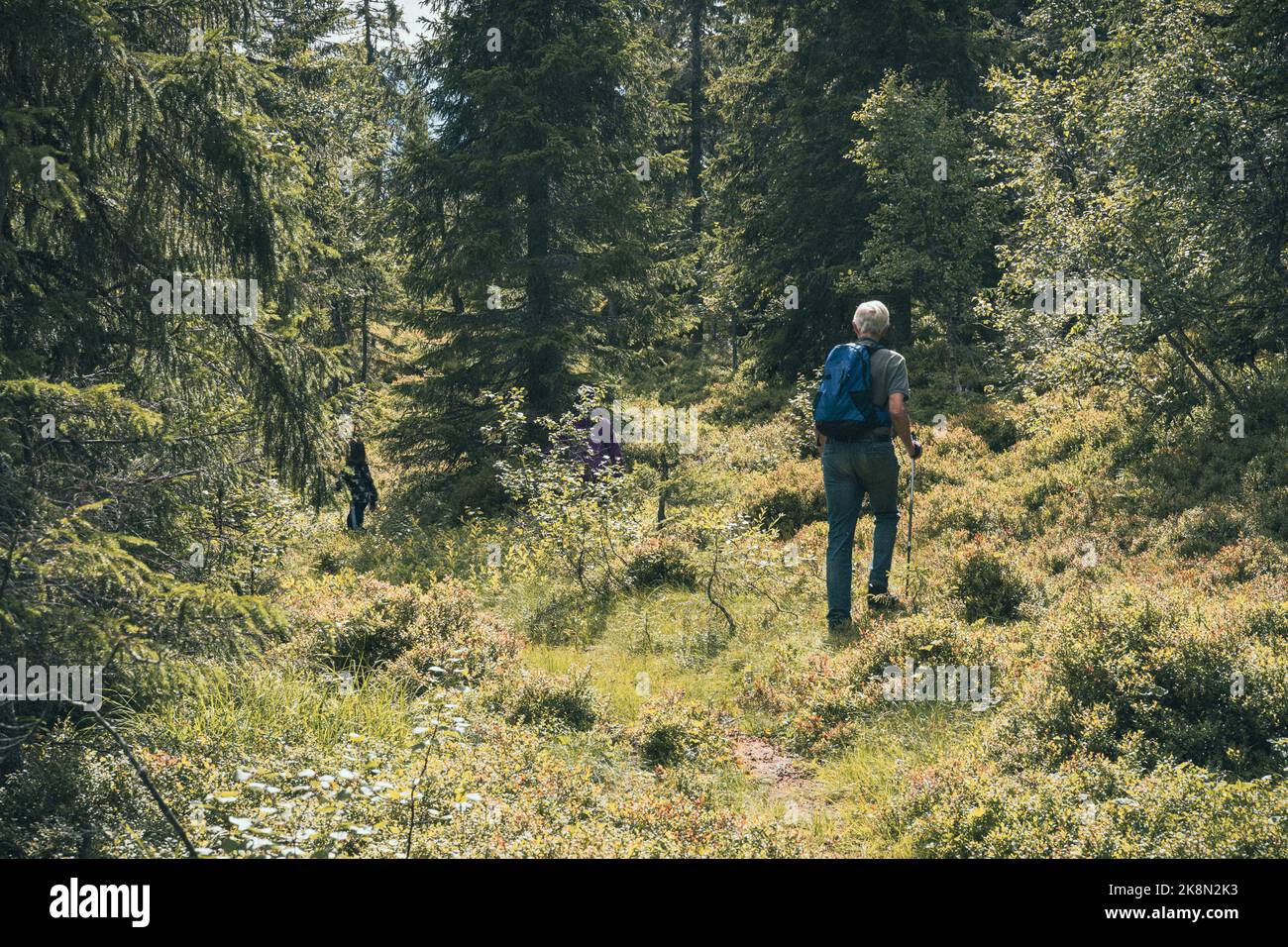 Hiking in the TotenÃ¥sen Hills, Norway Stock Photo - Alamy