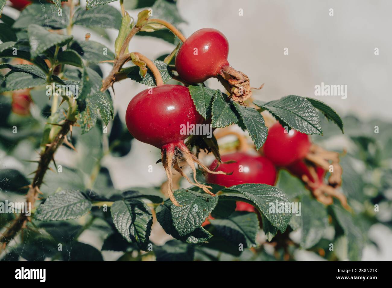Rosehip berries by a greystone wall Stock Photo - Alamy