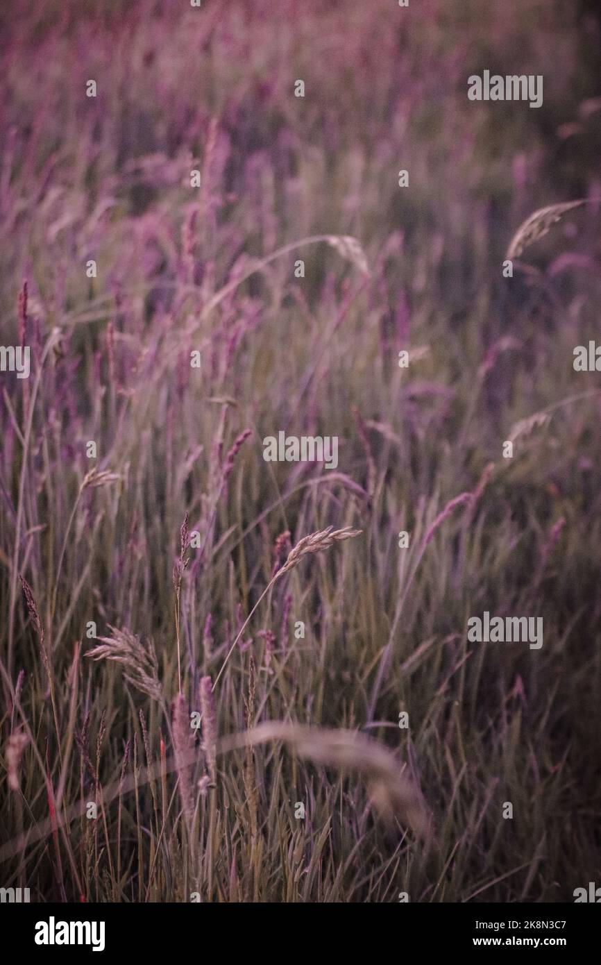 A vertical view of the purple wheatgrass growing in the meadow - a ...