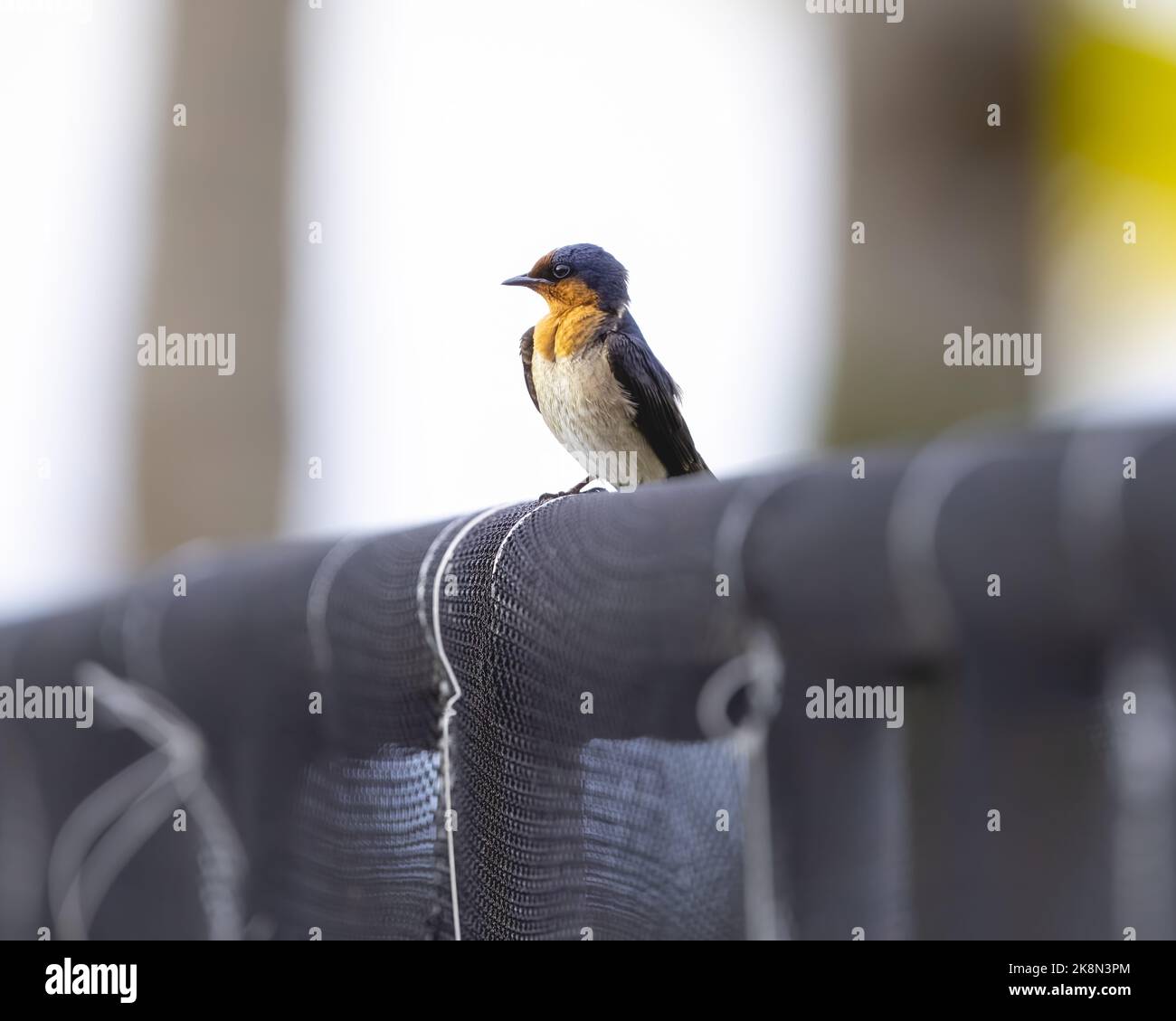 A closeup of a Pacific Swallow bird, Hirundo tahitica on a metallic ...