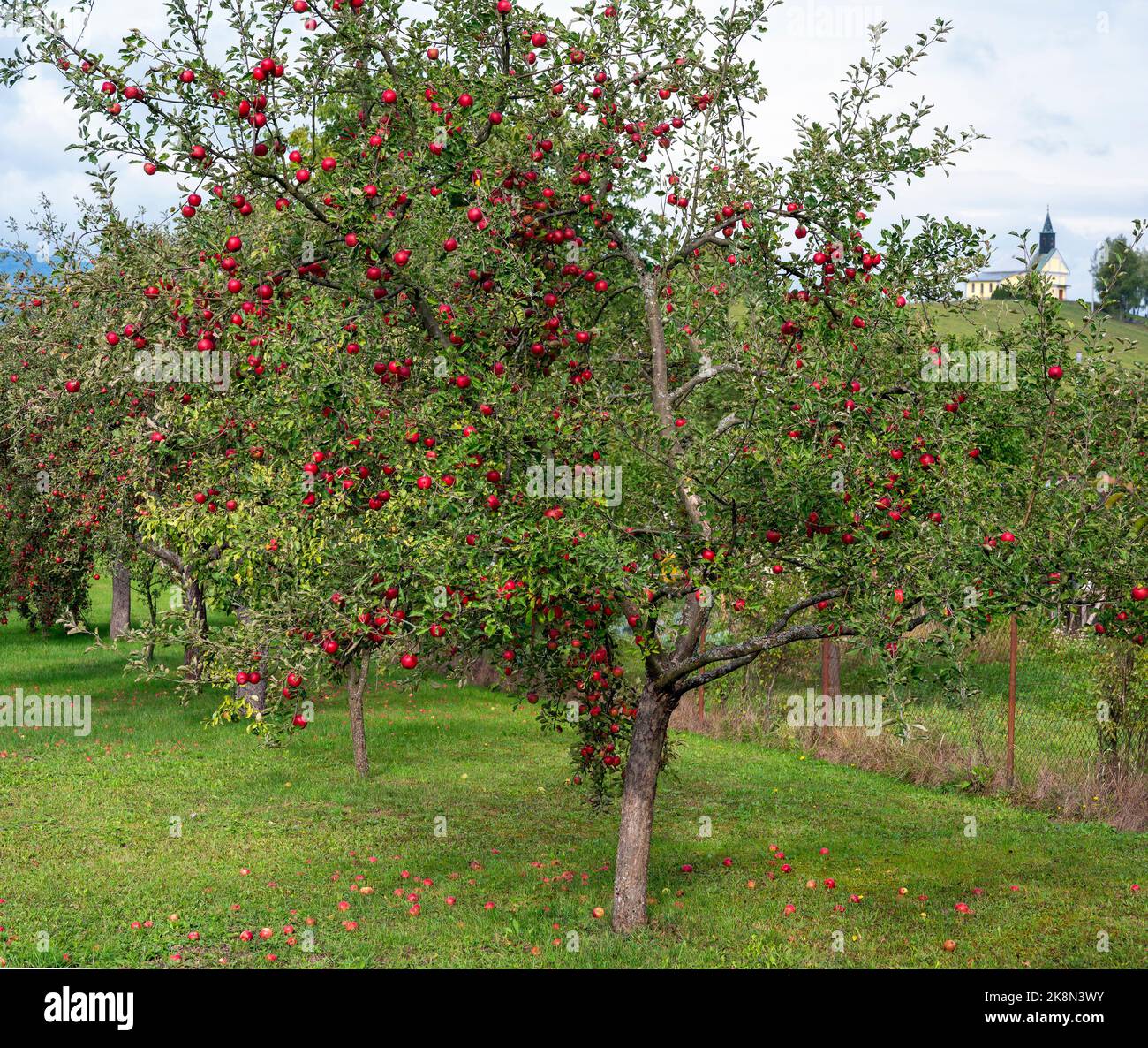 tree with many red apples at the floor and on the twigs in an orchard ...