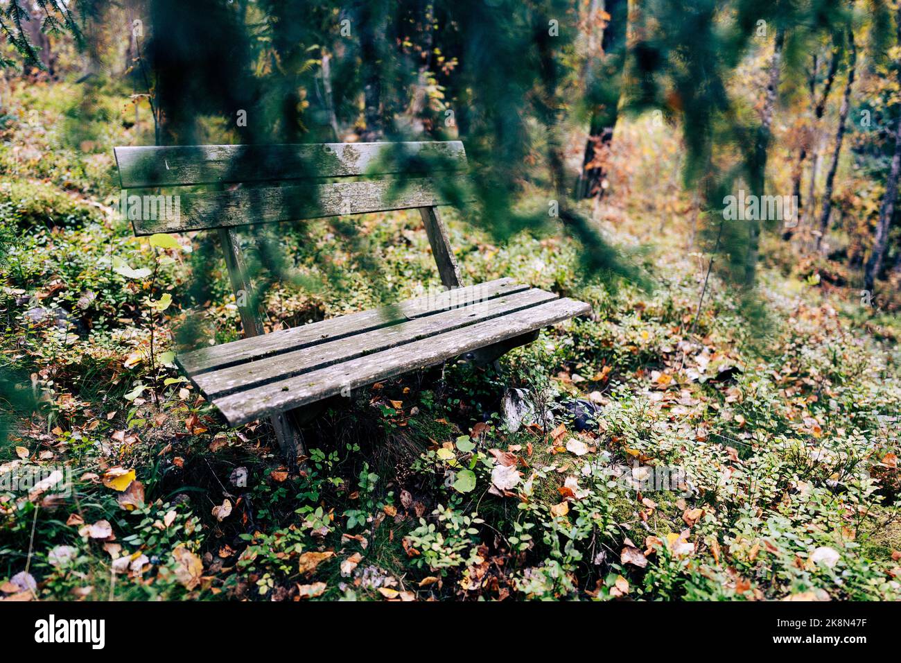the bench in the forest Stock Photo - Alamy