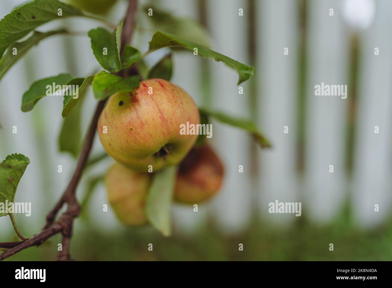 Winter apples hanging on a low branch in front of a picket fence Stock ...