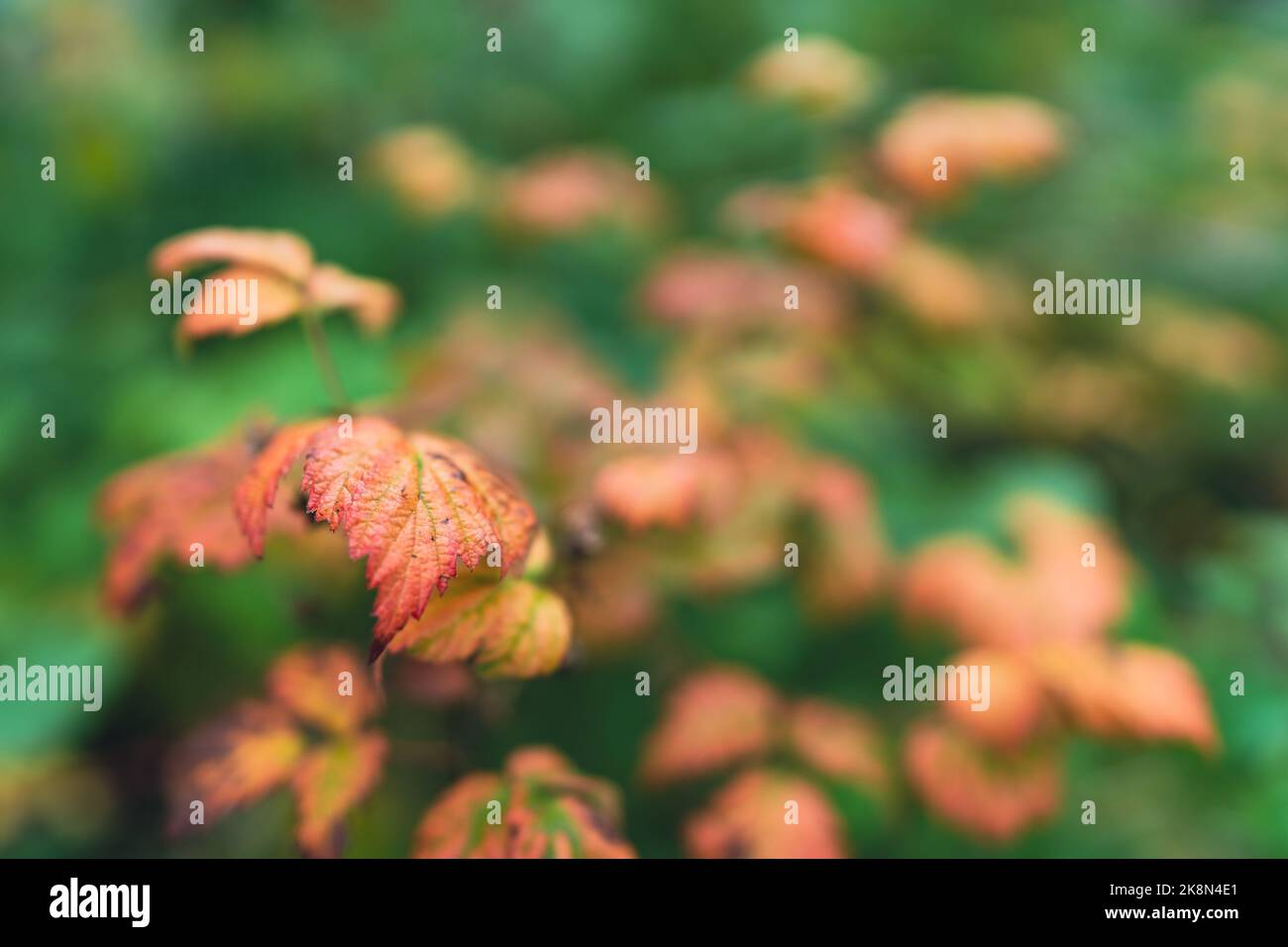 Raspberry leaves with autumn colors Stock Photo - Alamy