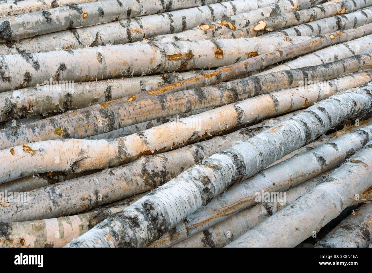 timber grove of birch logs Stock Photo - Alamy