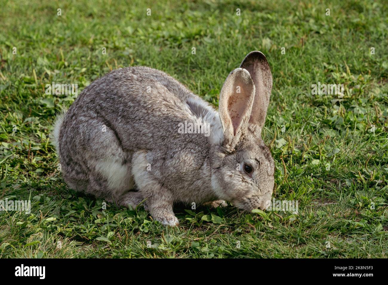 Belgian giant rabbit hi-res stock photography and images - Alamy