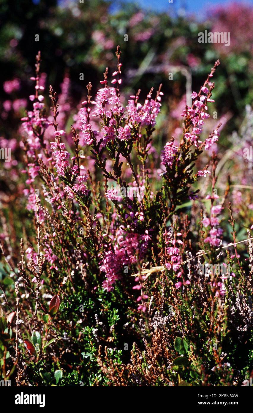 19880806 hi-res stock photography and images - Alamy