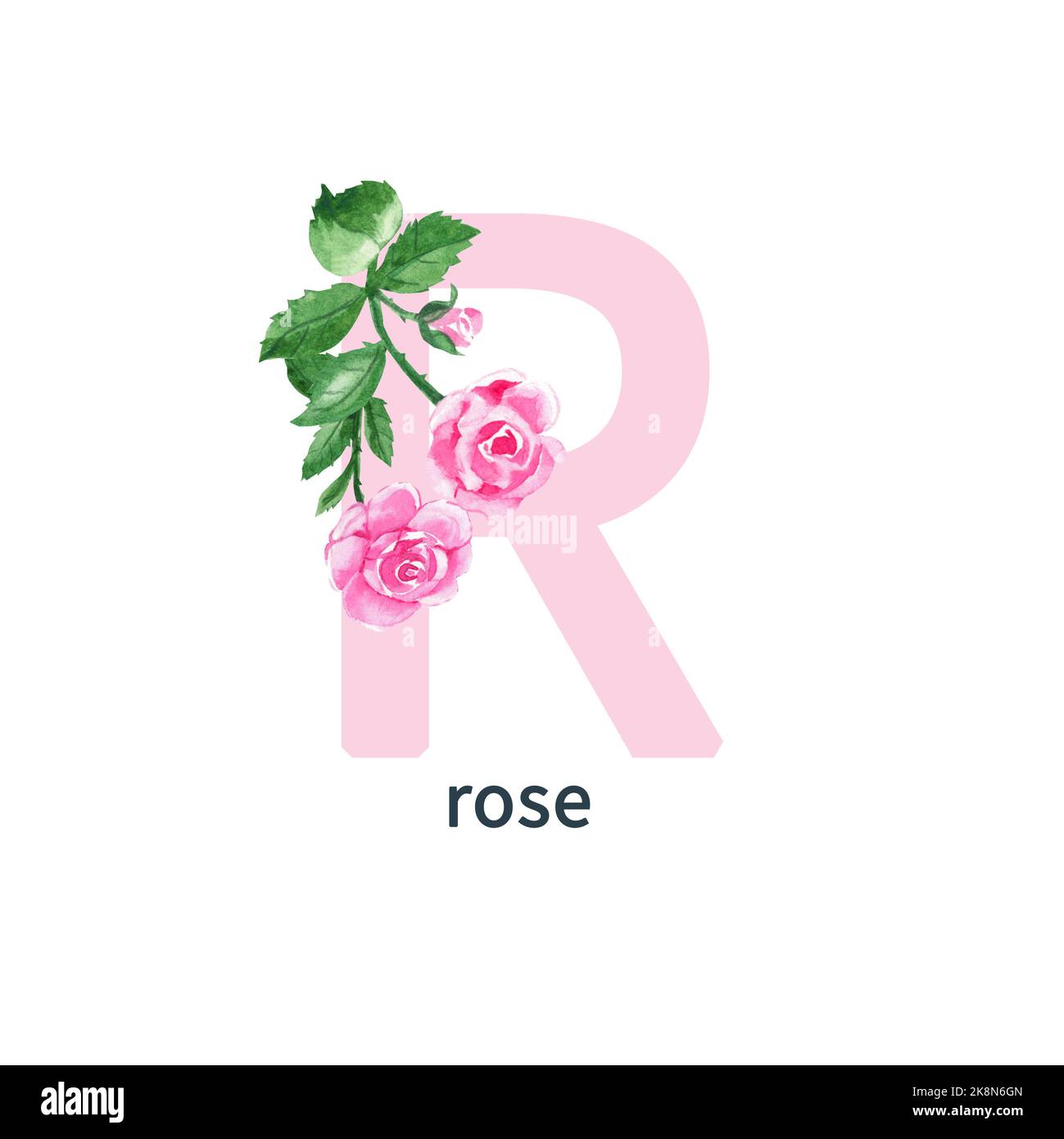 Letter R, rose, flower ABC alphabet. Watercolor illustration isolated ...