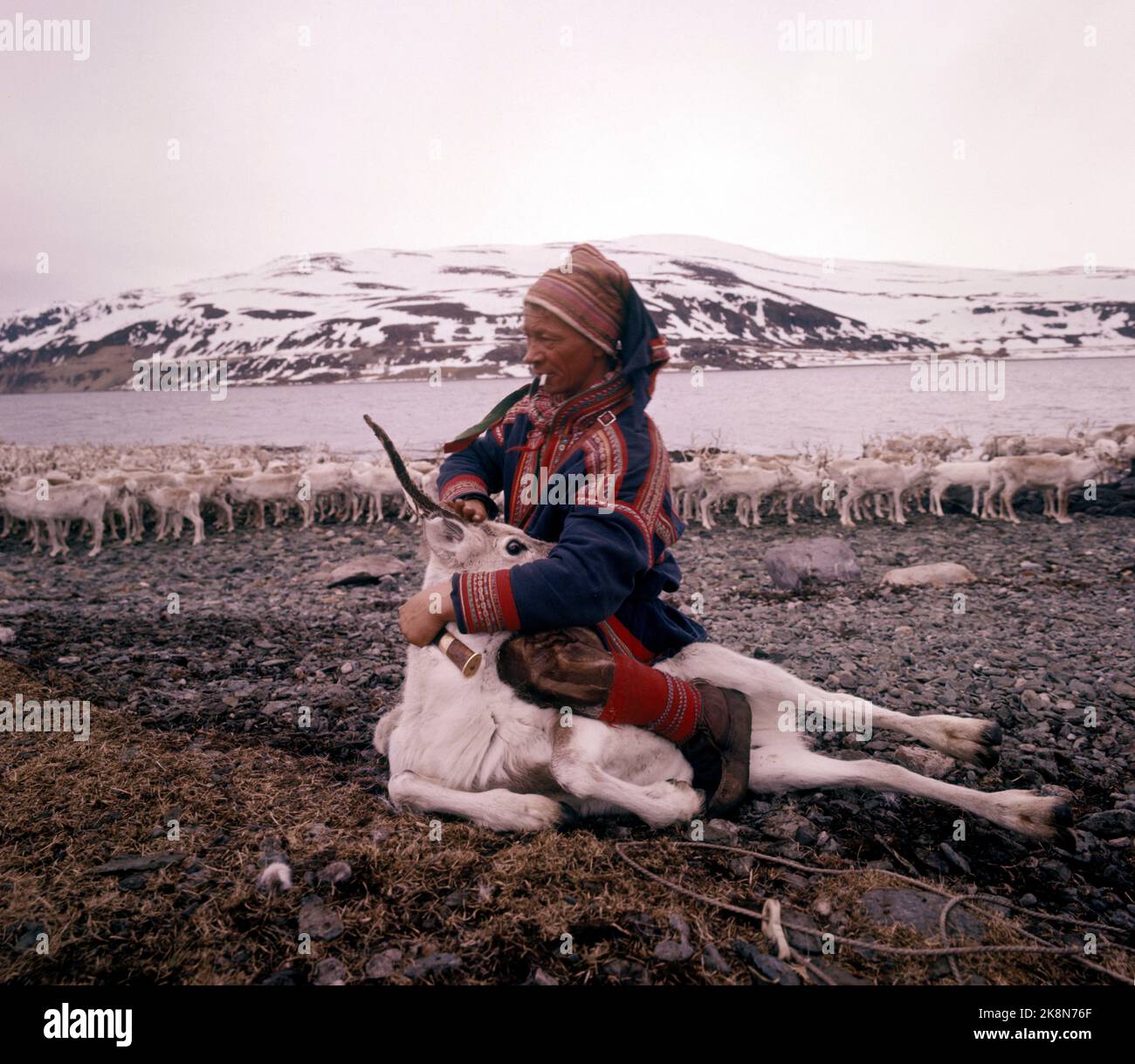 Finnmarksvidda 1962 the same has captured reindeer with lasso. Reindeer ...