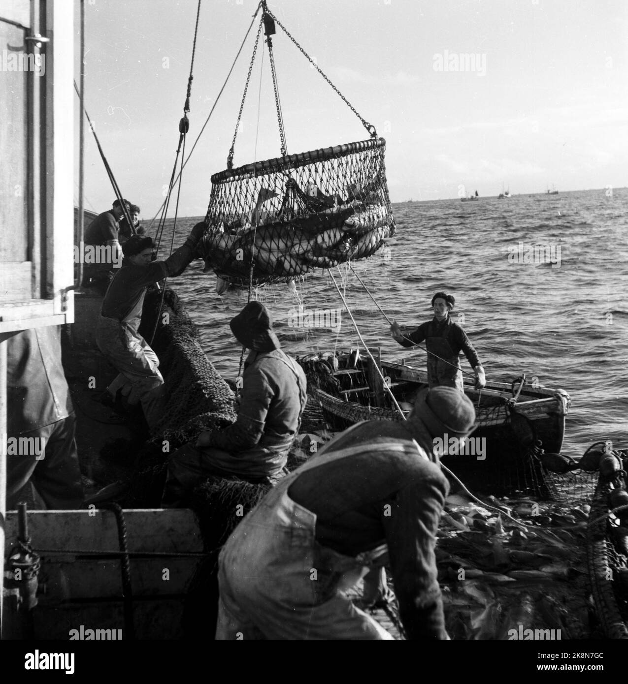 Henningsvær 1951. Lofot fishing. 5000 boats on fishing. Hope after hope ...