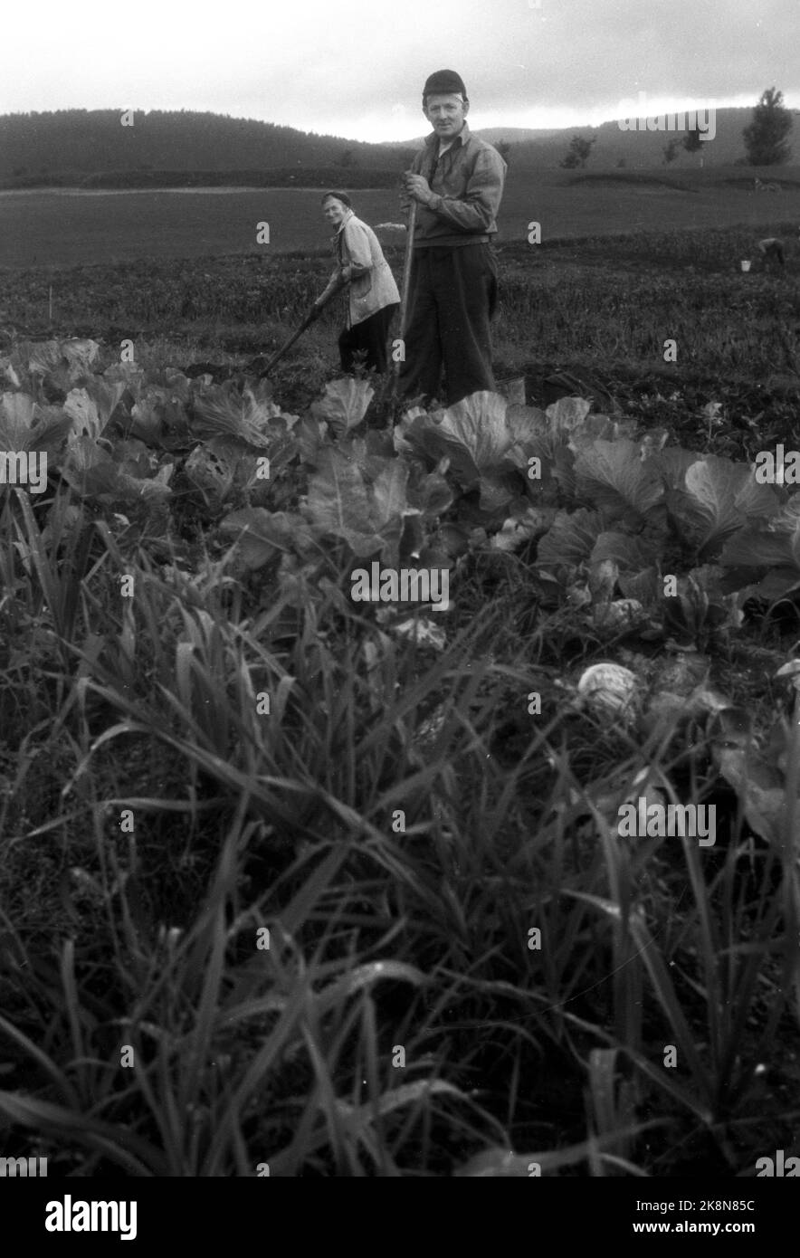 Ww2 oslo 19440924 vegetable parcels at bogstad food photo hi-res stock ...