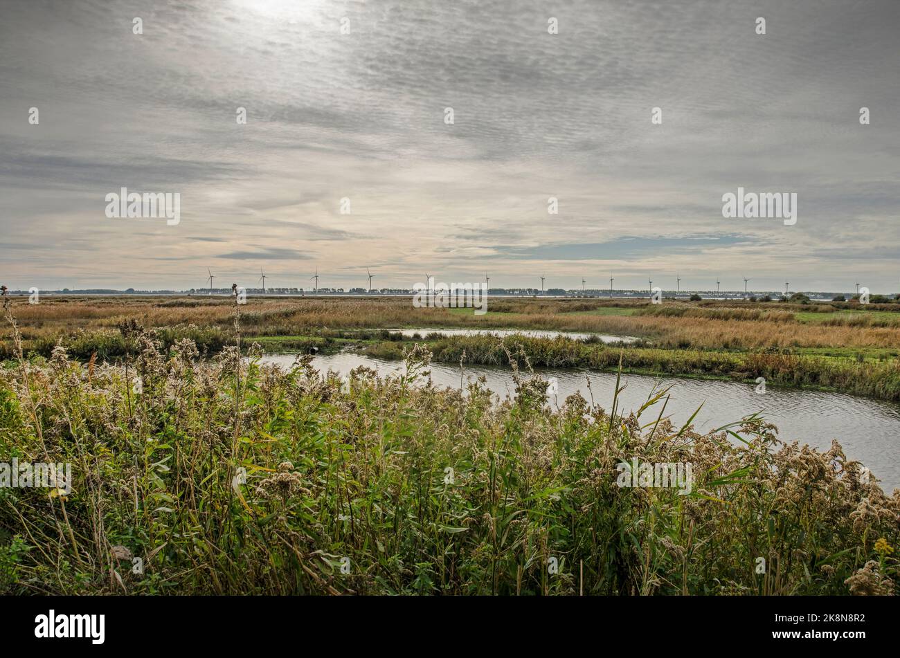 View across fields of reeds and other vegetation in the open landscape ...