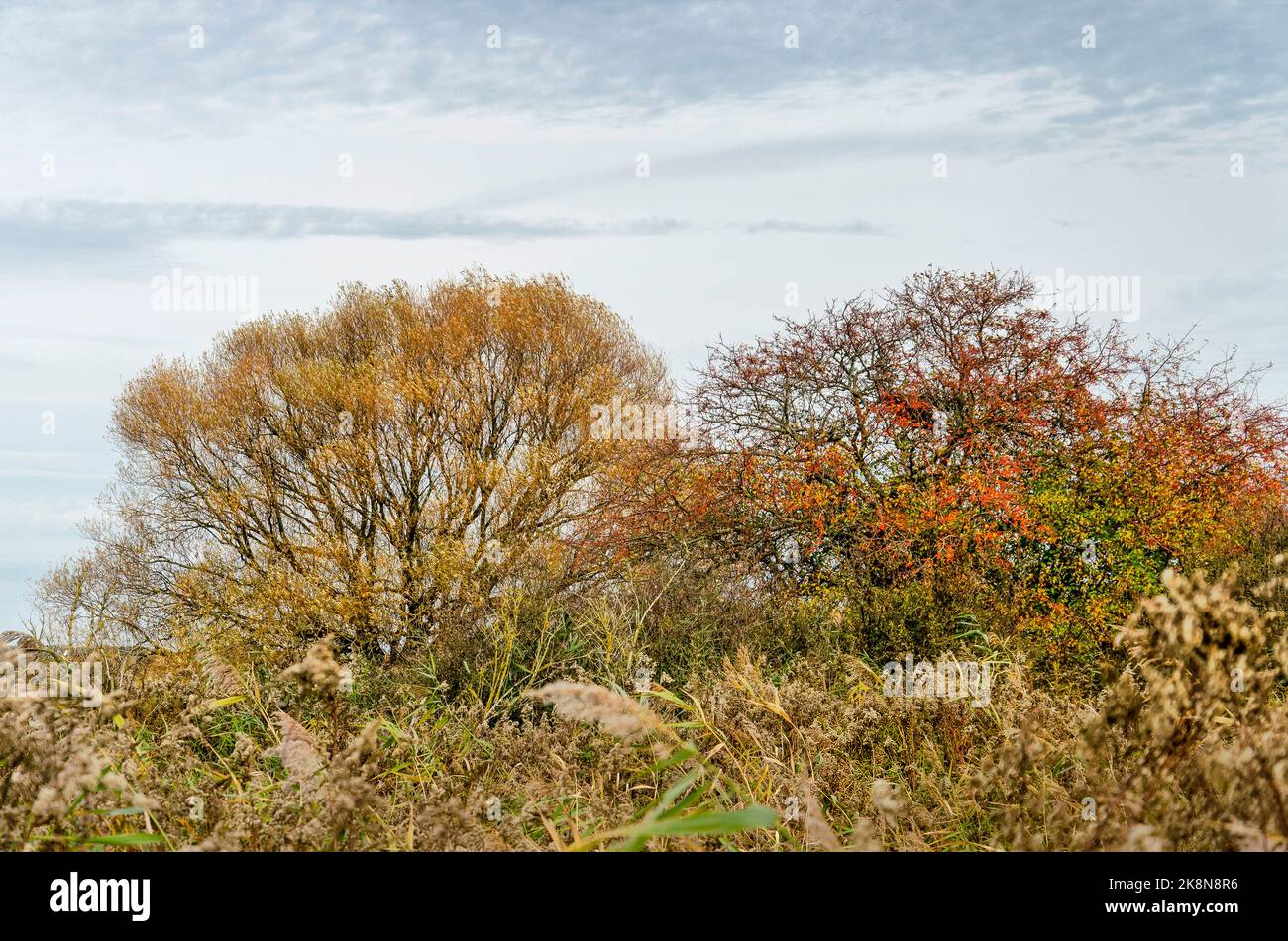 Tree, bushes and reeds in autumn colors in Korendijkse Slikken nature ...