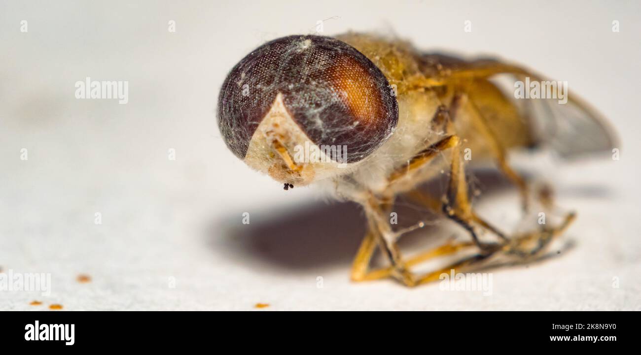 Close up of a horse fly wrapped in a spider net with white background ...