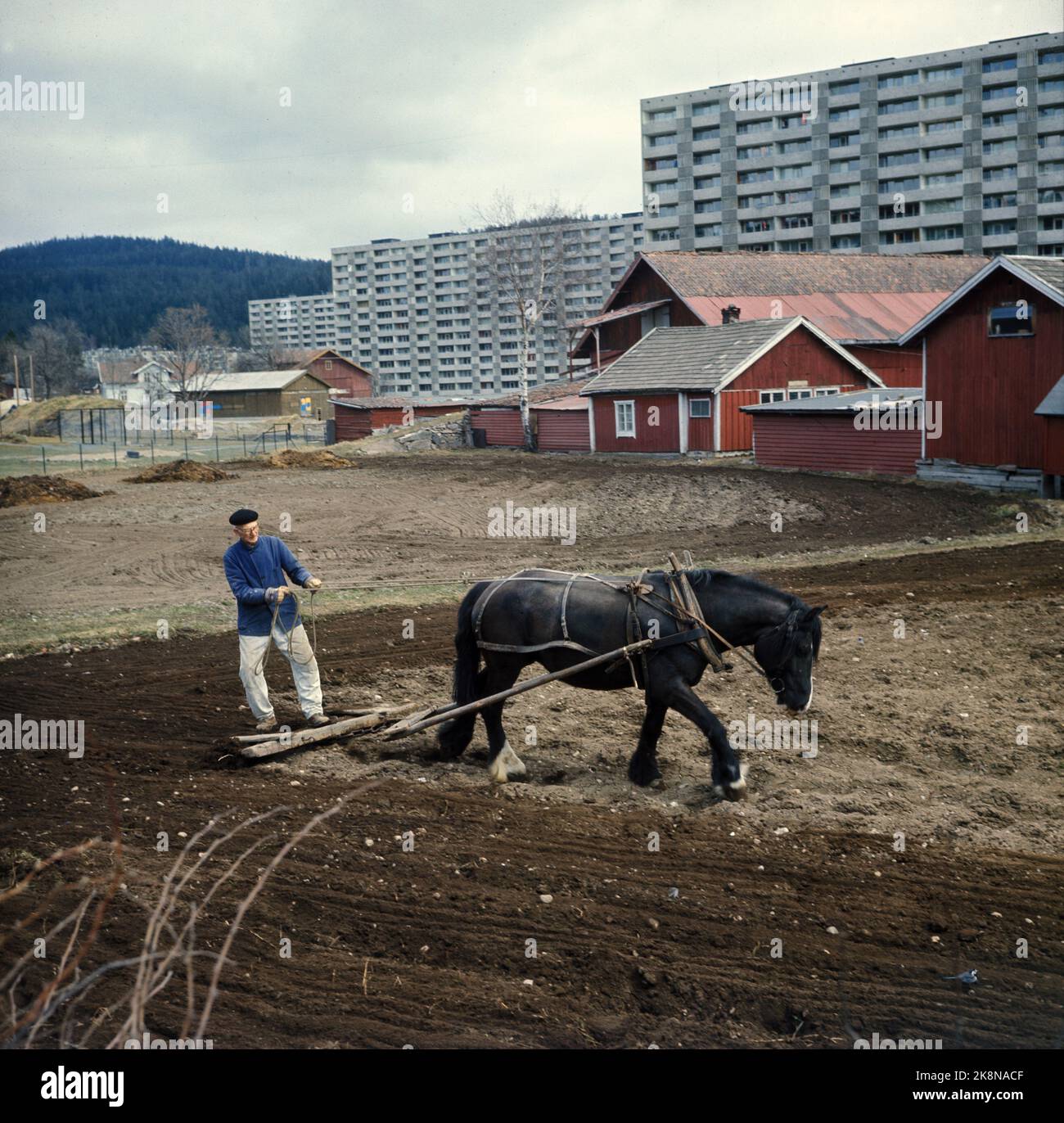 Ammerud, Oslo 1977. Spring. Plowing of horses and plows. The drab town ...