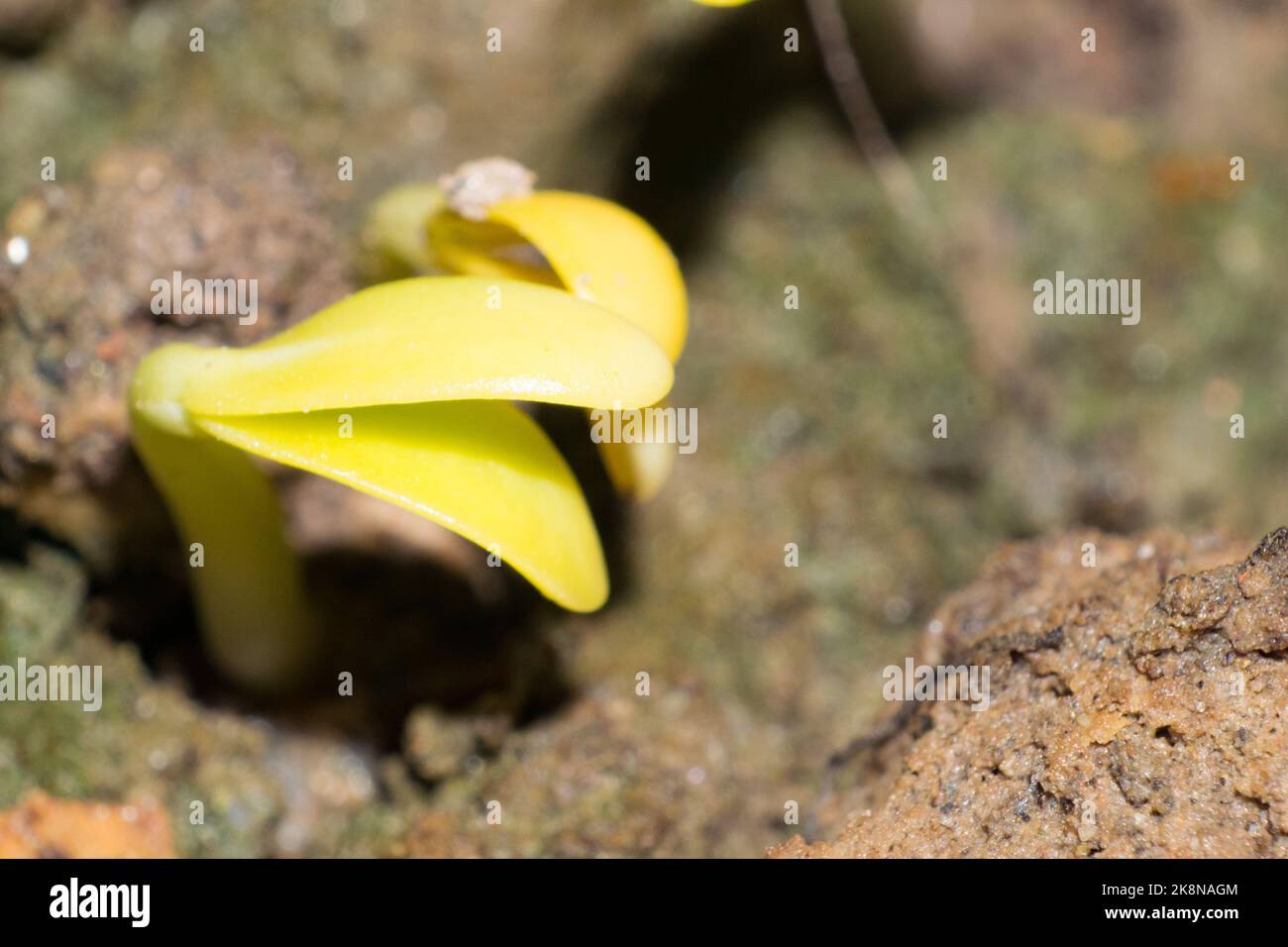 Macro image of seed germination with blurred background. Close up image ...