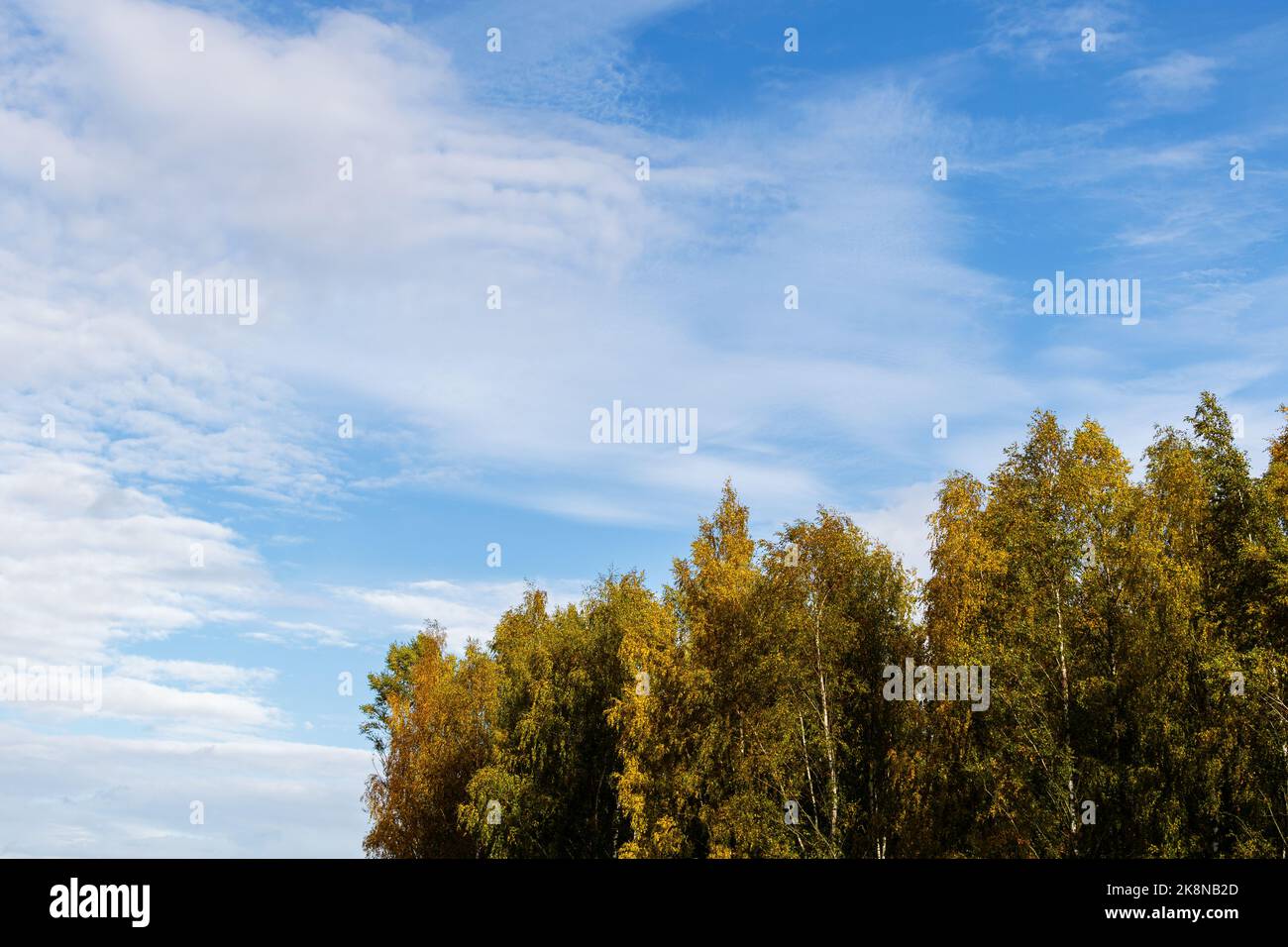 treetops in autumn colors against the blue sky background Stock Photo ...